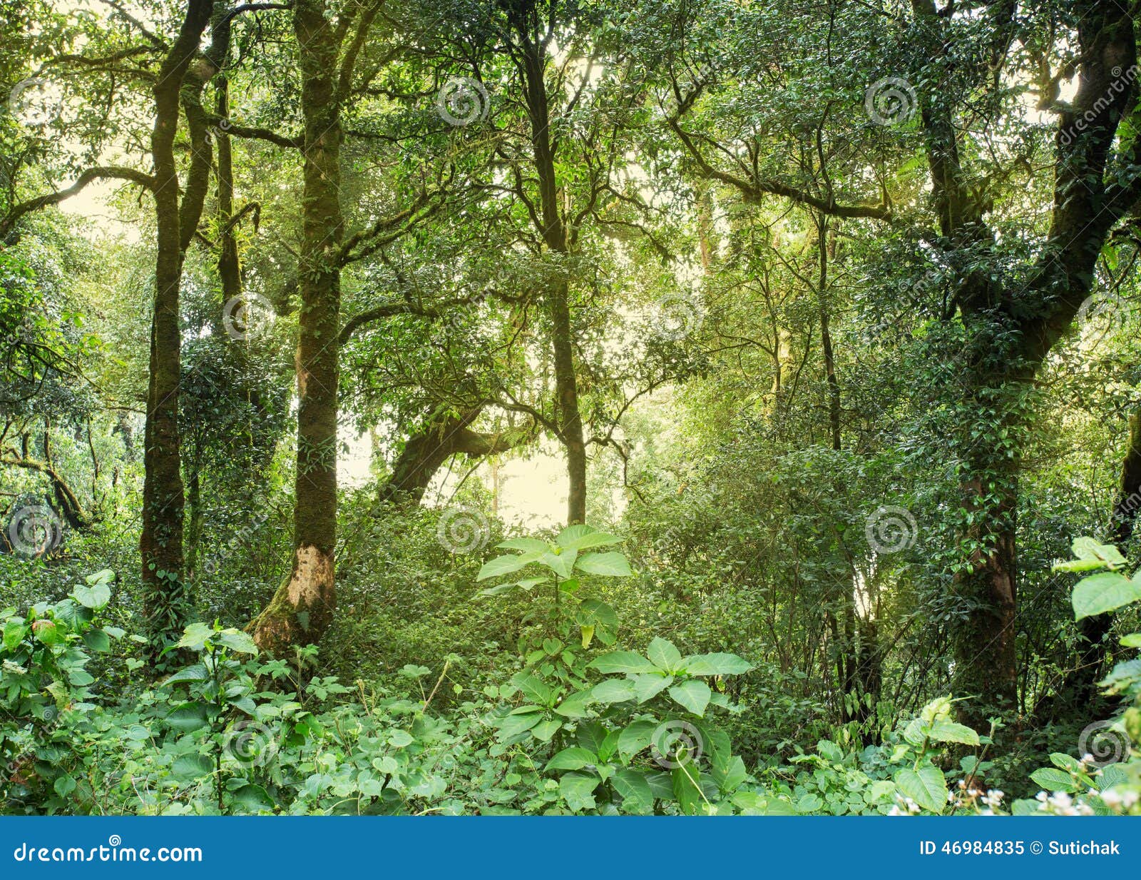 Green Jungle with Tree Rainforest Stock Image - Image of paradise ...