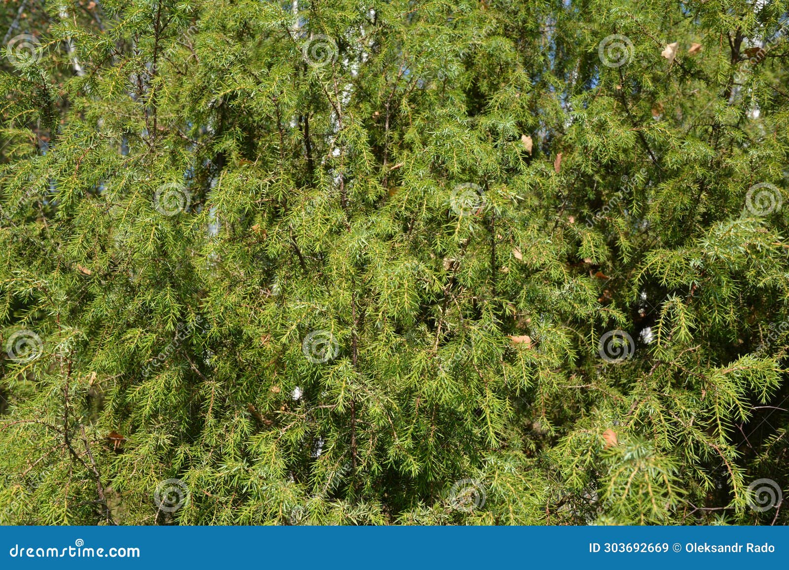 Green Juniper Background Close-up, Juniper Leaves Texture Stock Image ...