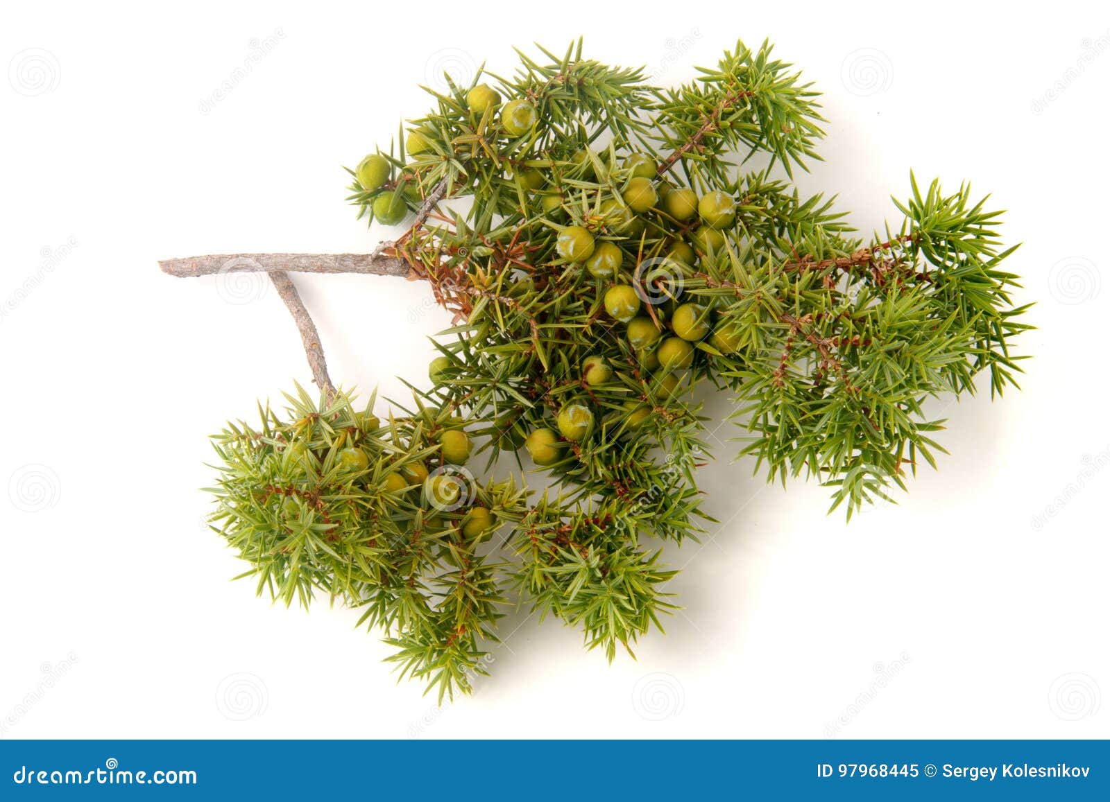 Green Juniper Branch with Berries Isolated on White Background Stock ...