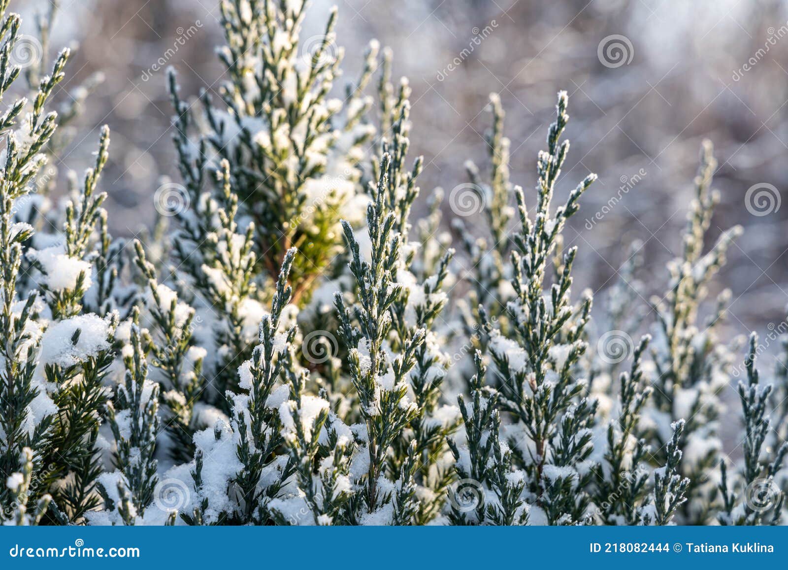 Green Juniper Branches Covered with White Fluffy Snow are in Winter Day ...