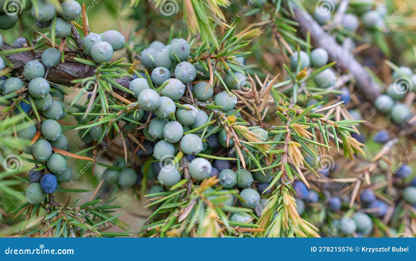 Green Juniper Branches with Visible Details. Background or Texture ...