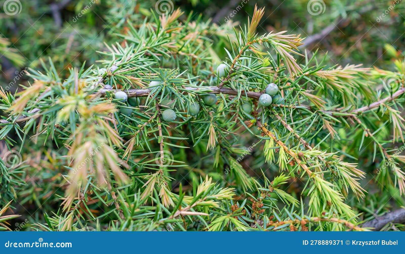 Green Juniper Branches with Visible Details. Background or Texture ...