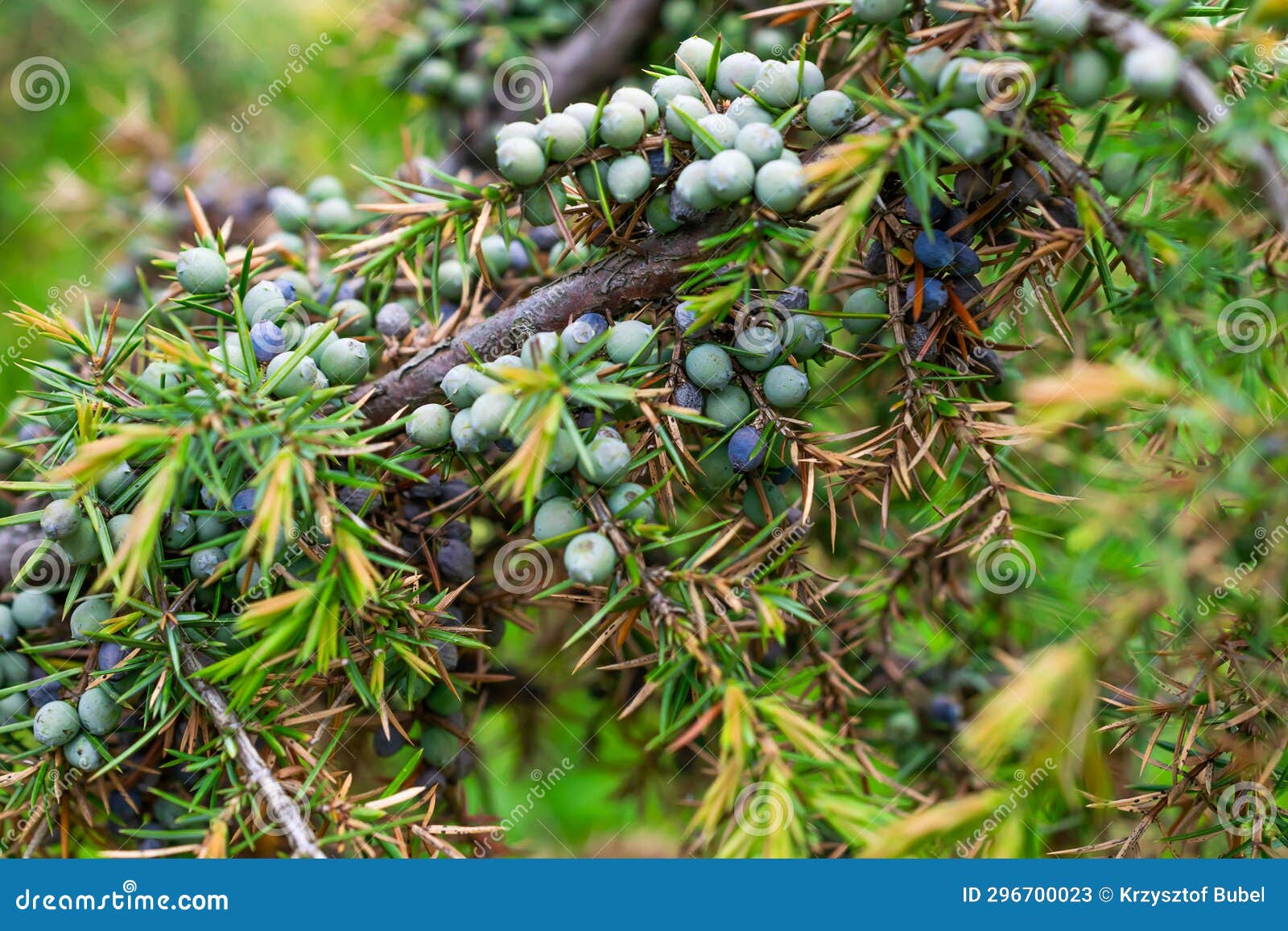 Green Juniper Branches with Visible Details. Background or Texture ...