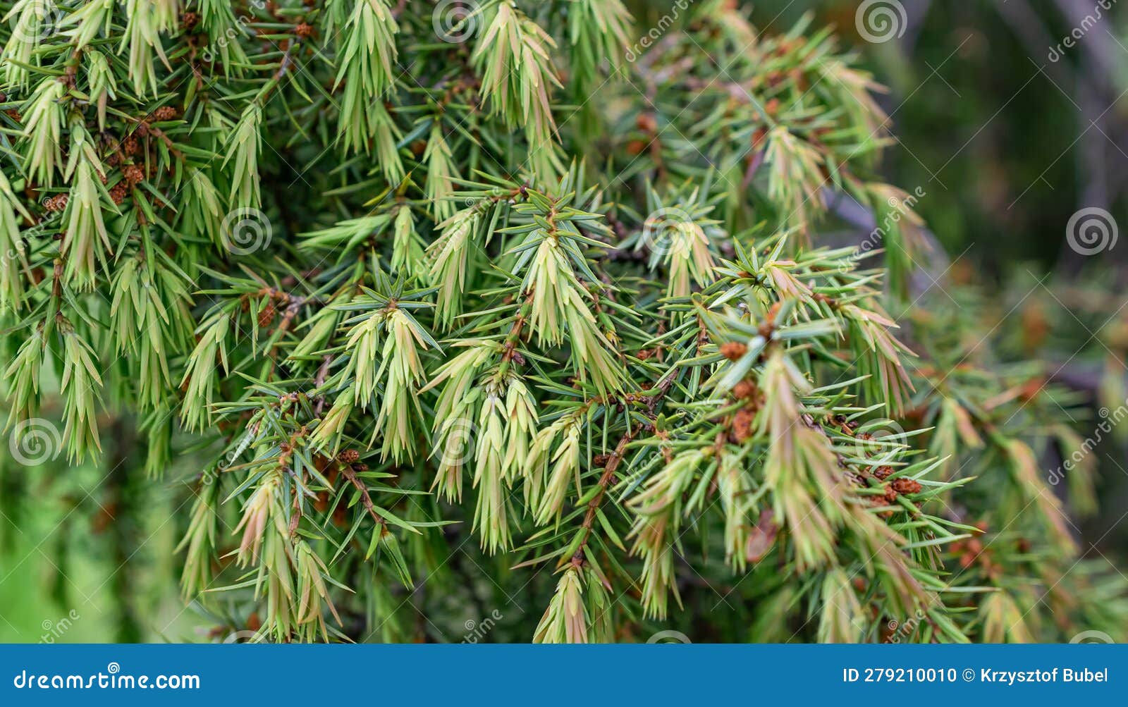 Green Juniper Branches with Visible Details. Background or Texture ...