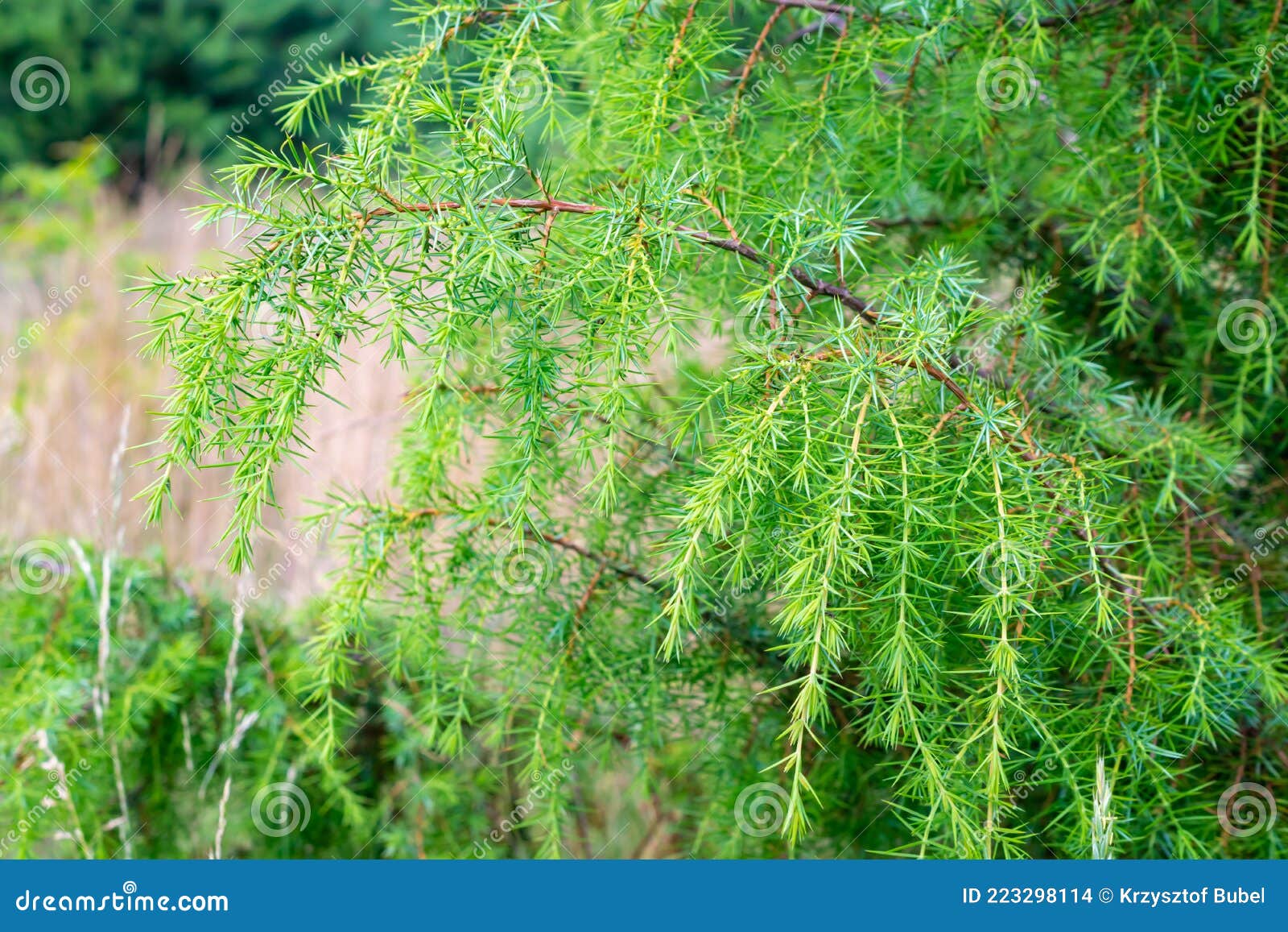 Green Juniper Branches with a Visible Texture Stock Photo - Image of ...