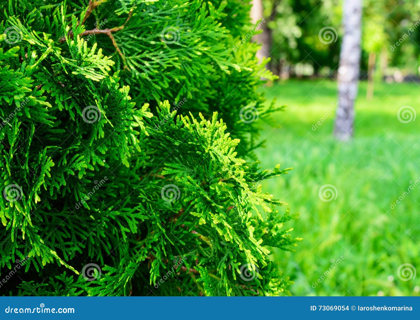 Green Juniper Bush in the Foreground. Stock Photo - Image of branch ...