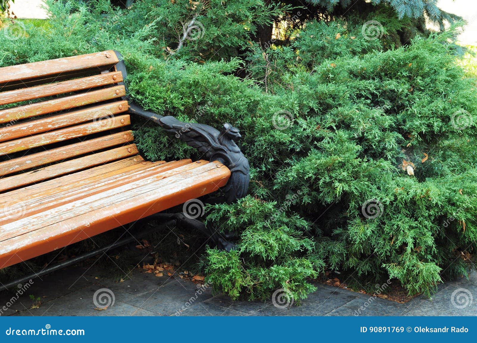 Green Juniper Bush with Garden Bench Stock Image - Image of bench, bush ...