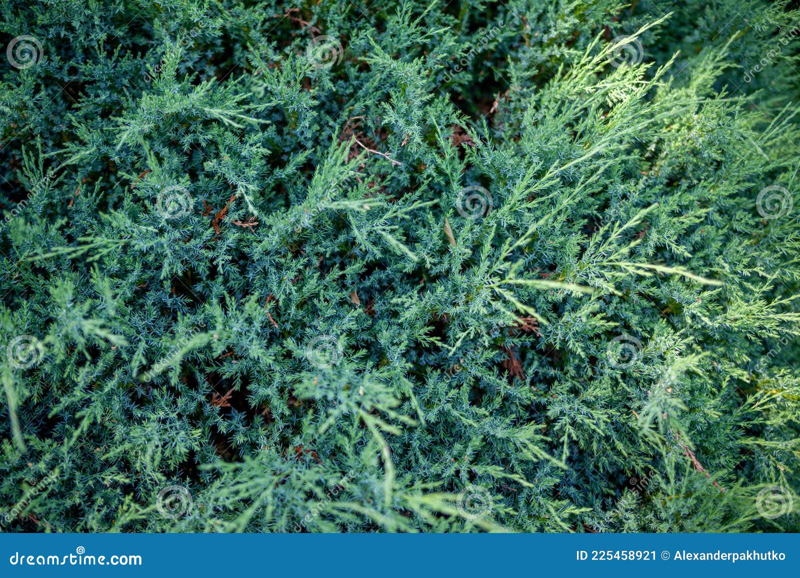Juniperus Horizontalis Top View Natural Pattern As a Green Background ...