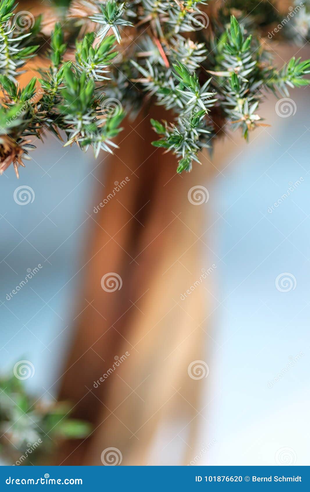Green Juniper Needles of a Bonsai Tree in Vertical Format Stock Photo ...