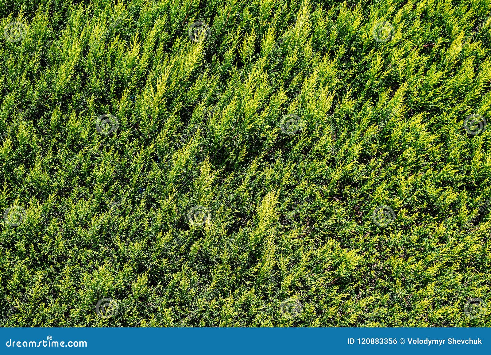 Green juniper texture stock photo. Image of environment - 120883356