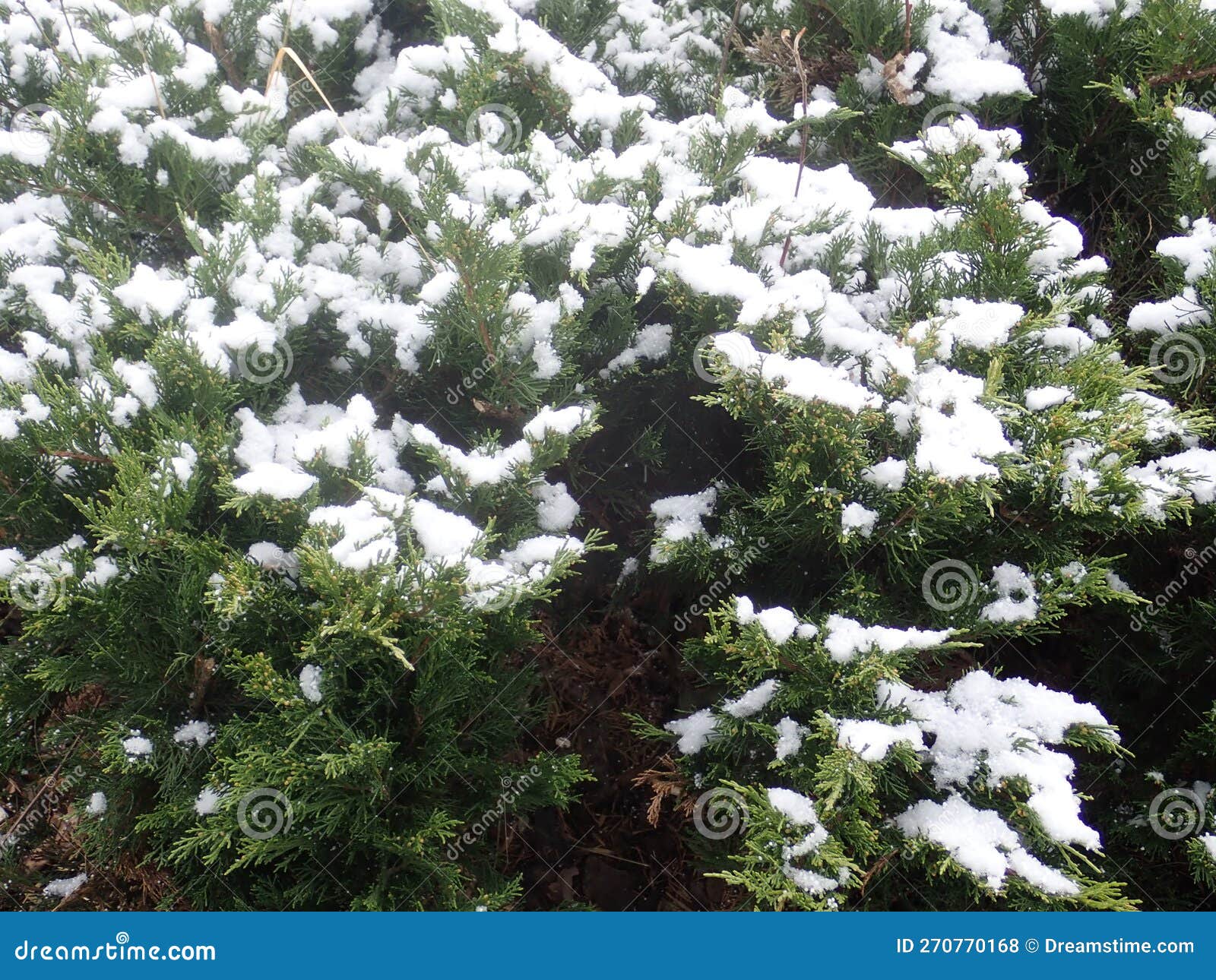 Green Juniper Tree Branch with Snow Stock Photo - Image of sunrise ...