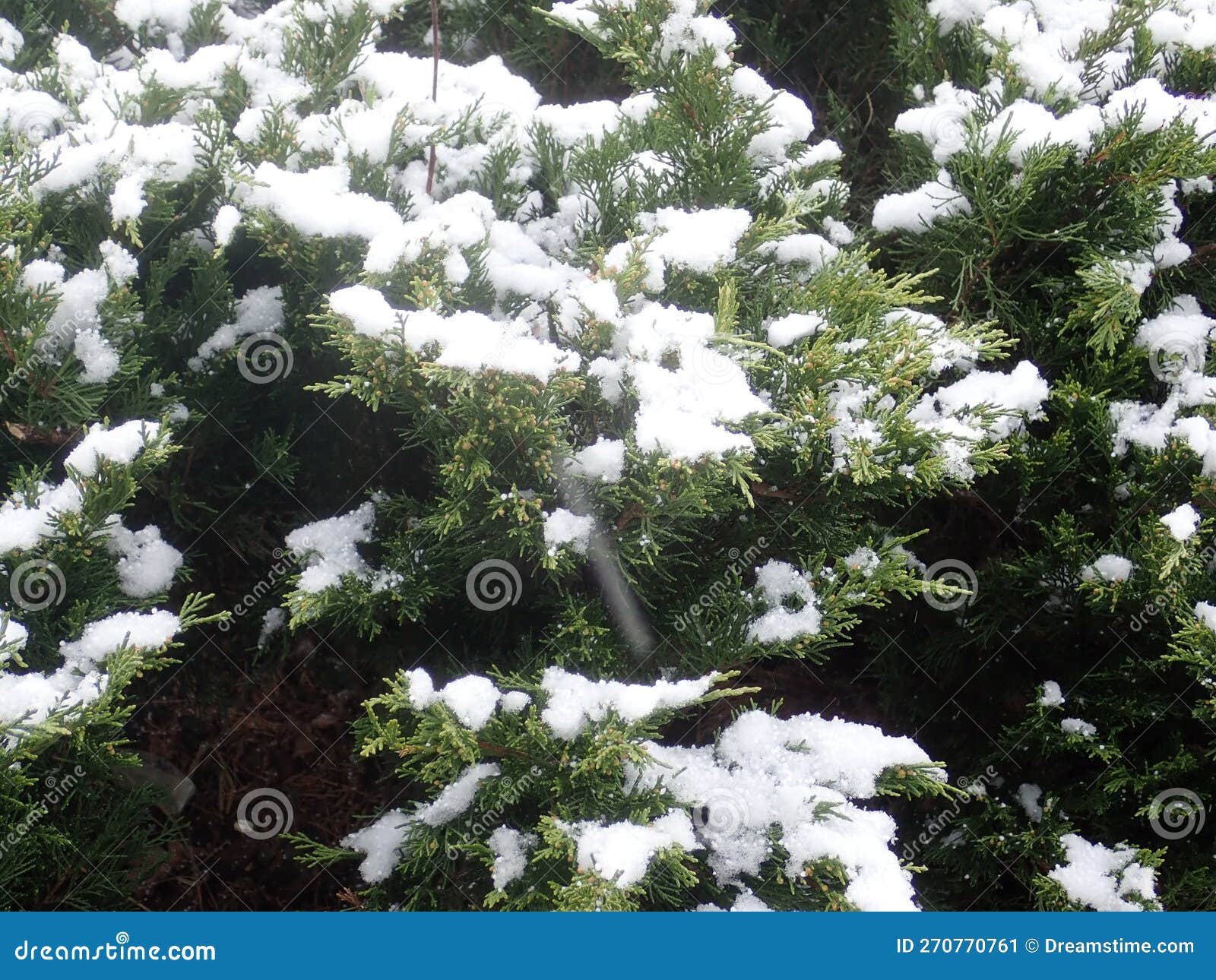 Green Juniper Tree Branch with Snow Stock Image - Image of pine ...