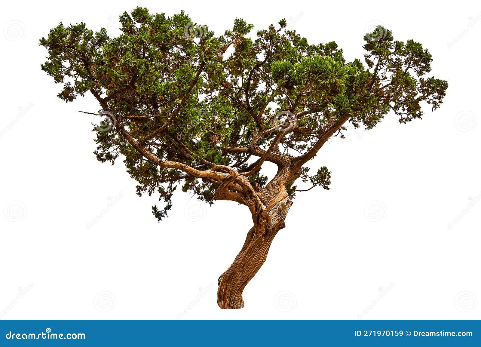 Green Juniper Tree on White Stock Image - Image of green, life: 271970159
