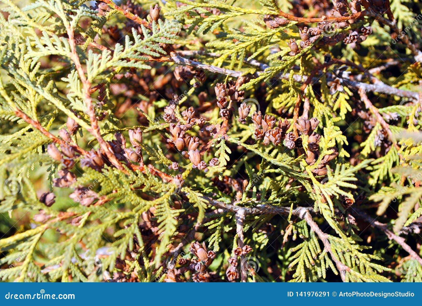 Green Juniper Twigs with Needles and Brown Small Pine Cones, Top View ...