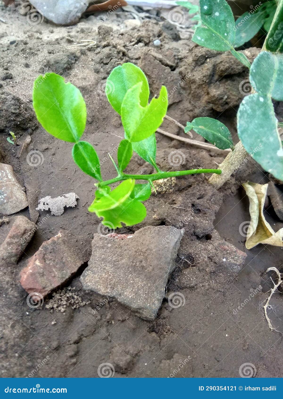 The Green Kaffir Lime Tree Grows New Light Green Stalks Stock Image ...