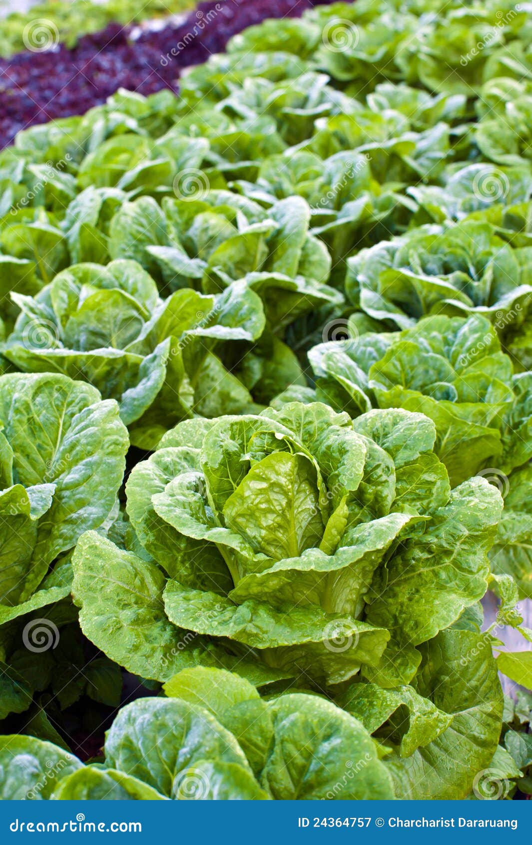 Green kale stock image. Image of eating, healthy, vegetable - 24364757