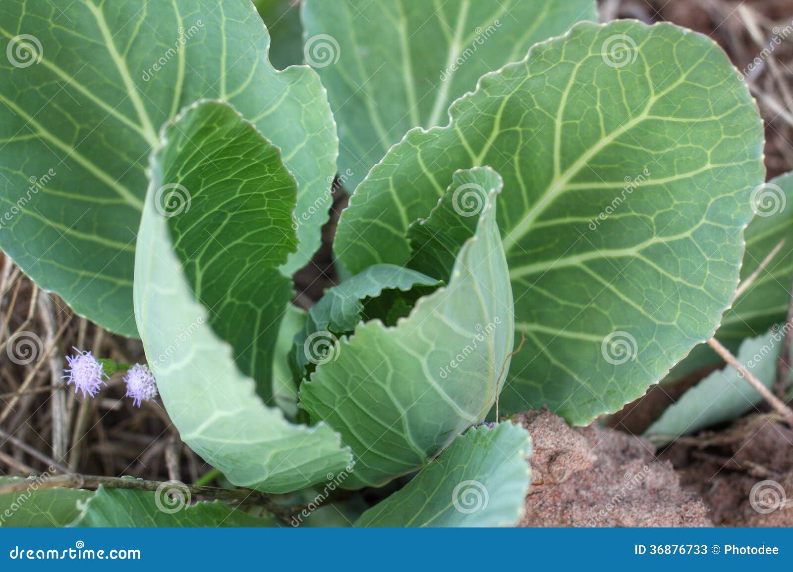 Green kale stock image. Image of heap, stack, vegetarian - 36876733