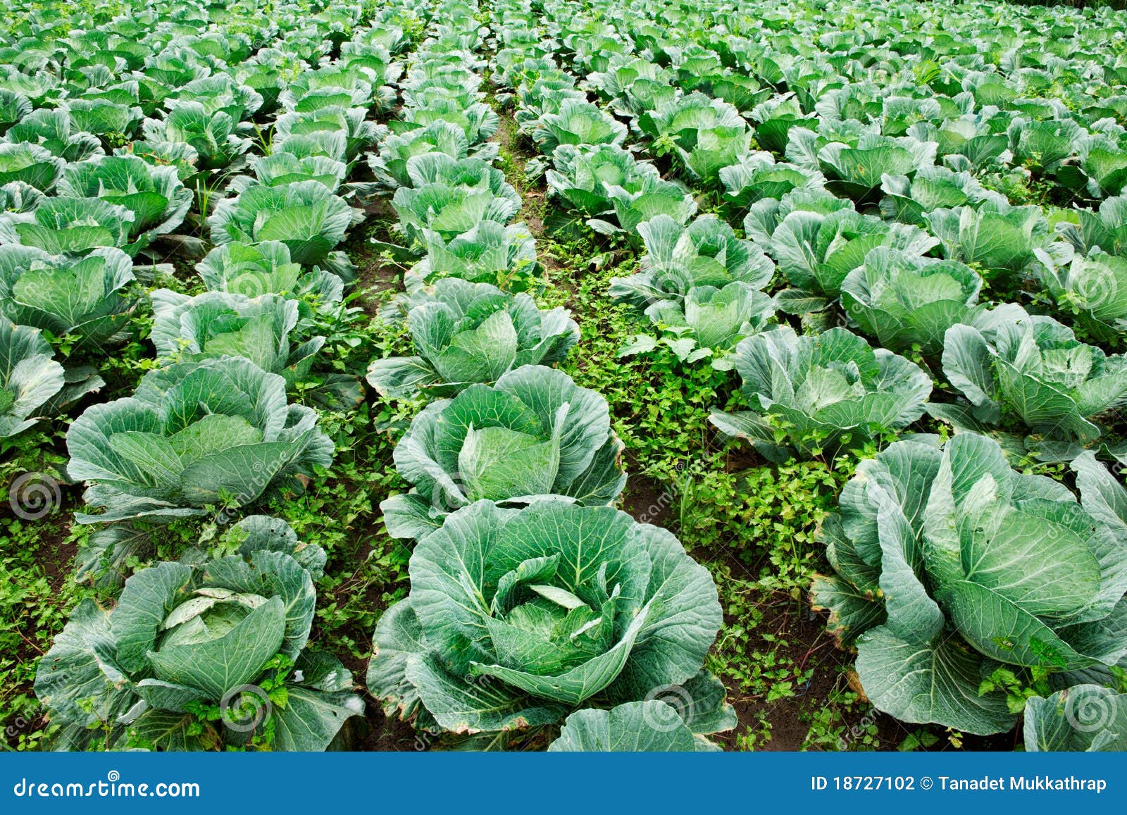 Green kale field stock photo. Image of fresh, growth - 18727102