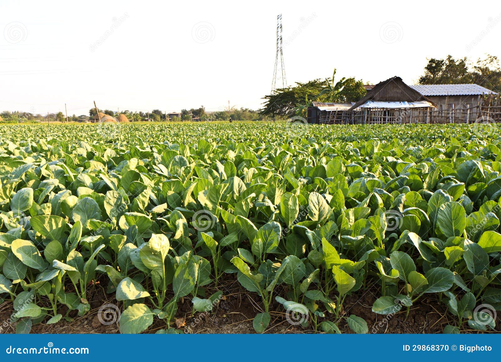 Green Kale in Field, Thailand. Stock Photo - Image of farming, green ...