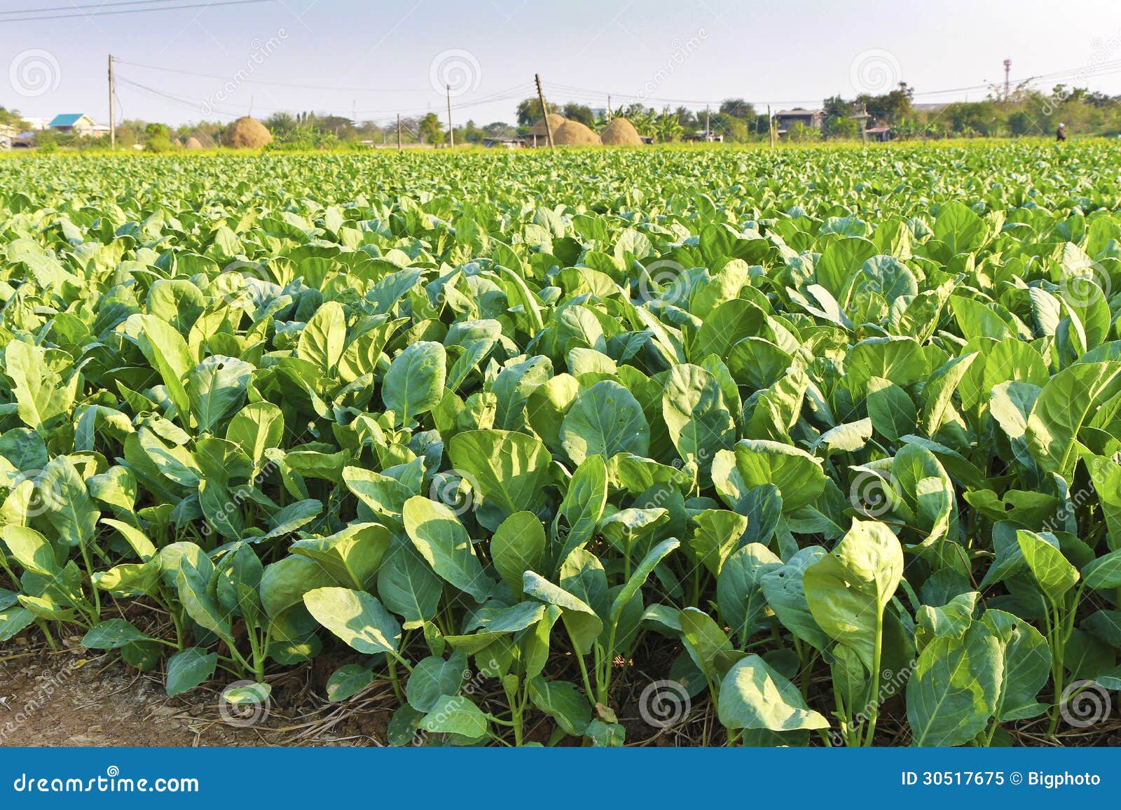 Green Kale in Field,Thailand Stock Image - Image of farmer, farming ...