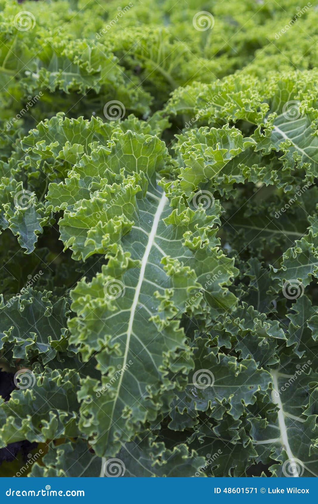 Green Kale Leaves stock image. Image of close, agriculture - 48601571