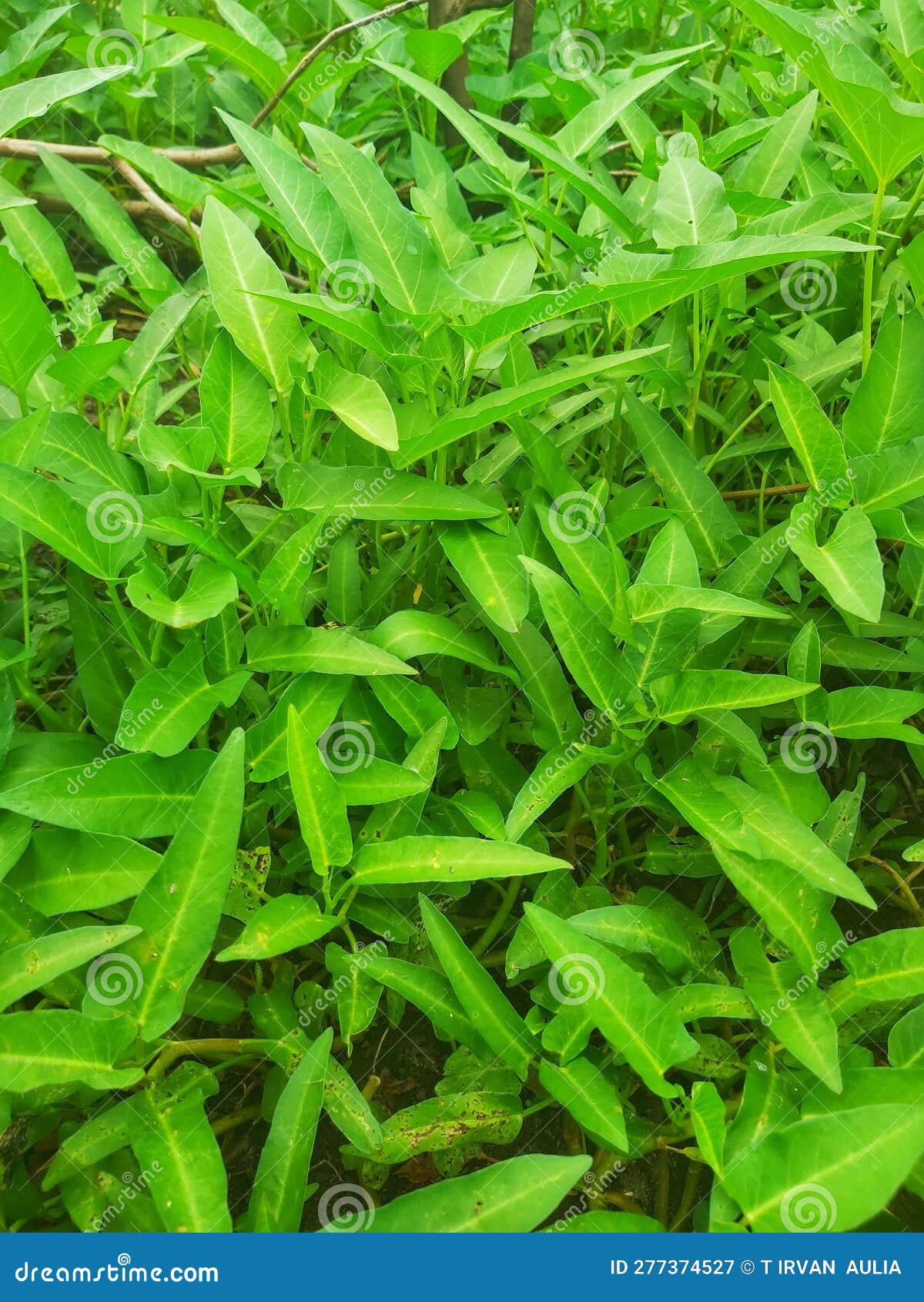 Green Kale Plants that Thrive in the Sunlight Stock Image - Image of ...