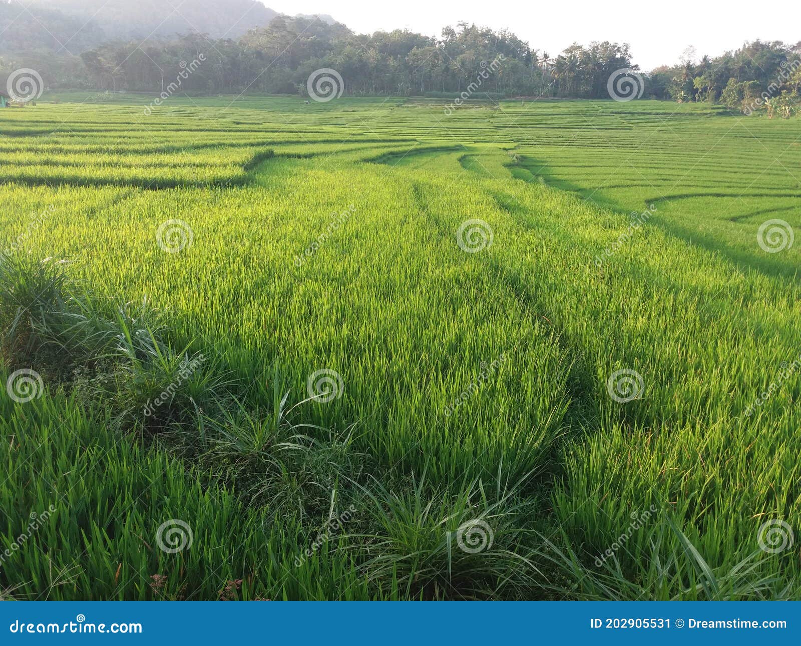 The green stock image. Image of beautiful, halaman, green - 202905531