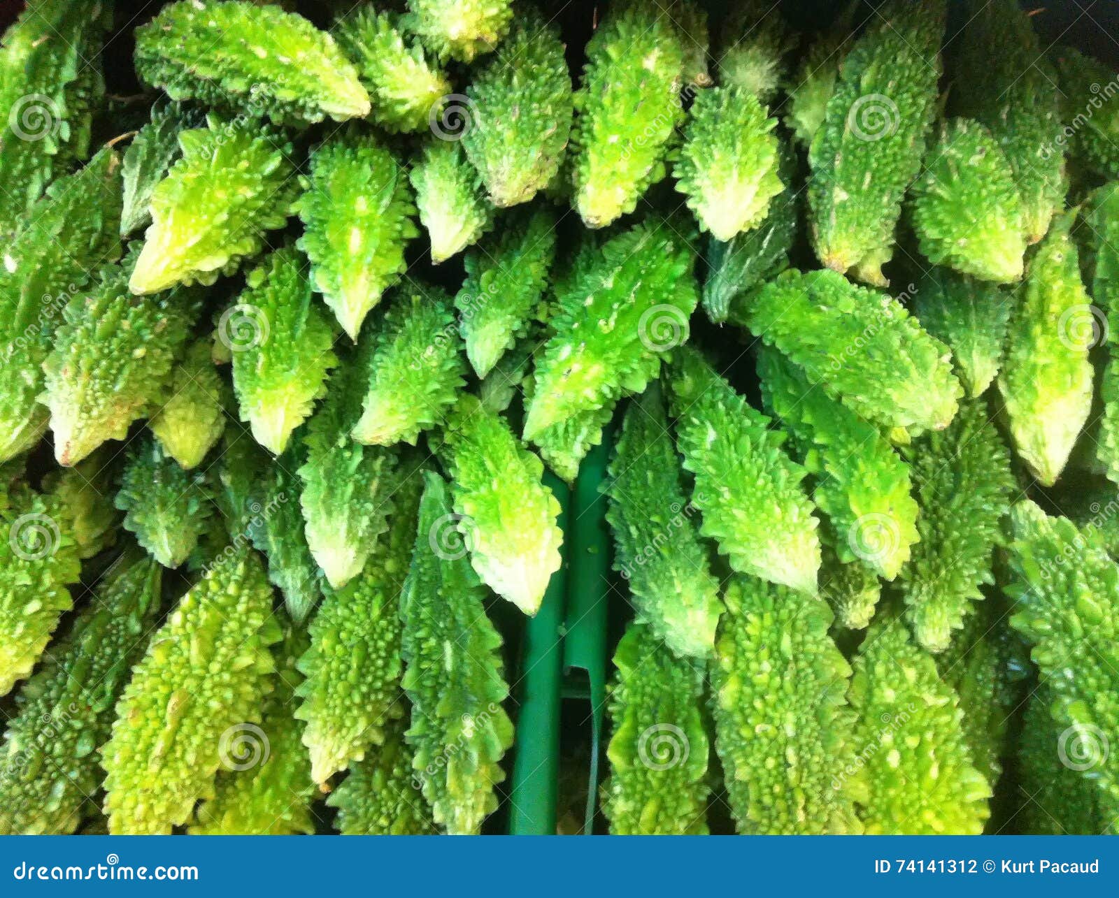 Green Karela stock photo. Image of food, green, evergreen - 74141312