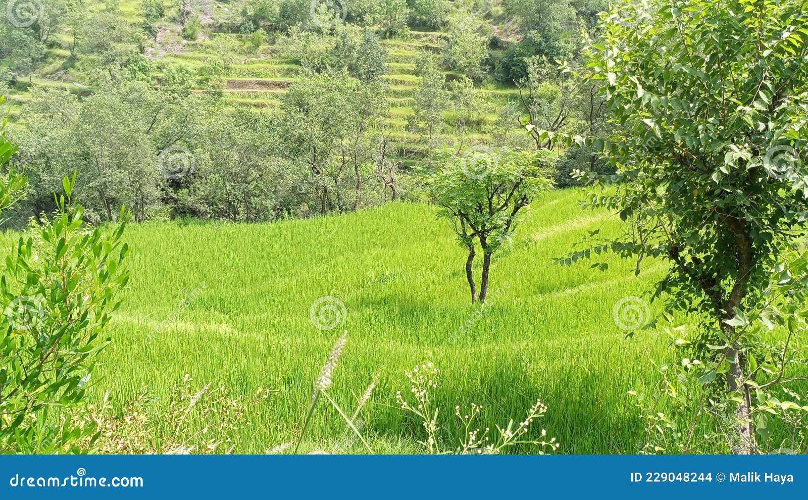Green Kashmir Valley and Plants in Fields Stock Photo - Image of ...