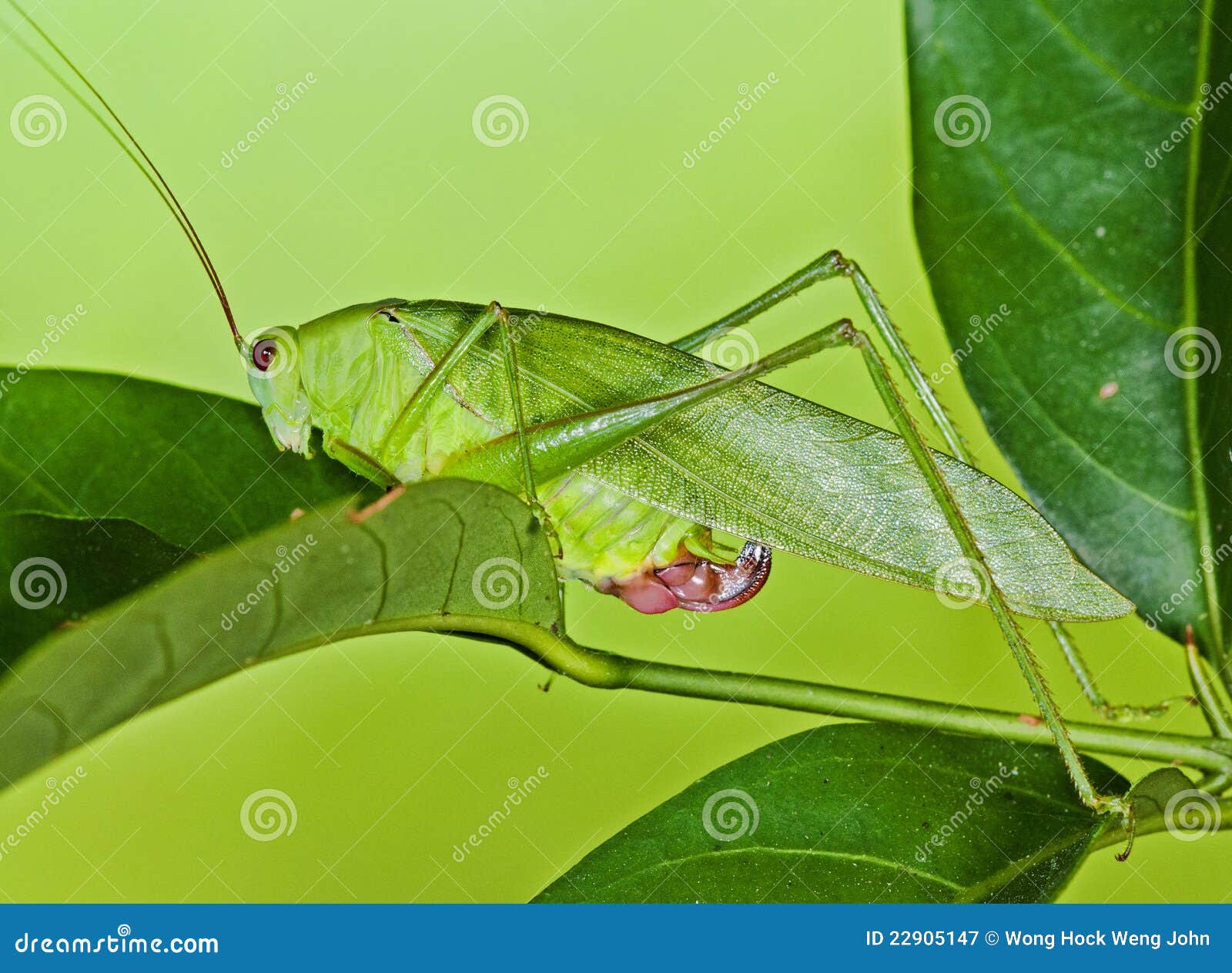 Green katydid stock image. Image of katydid, green, gardens - 22905147
