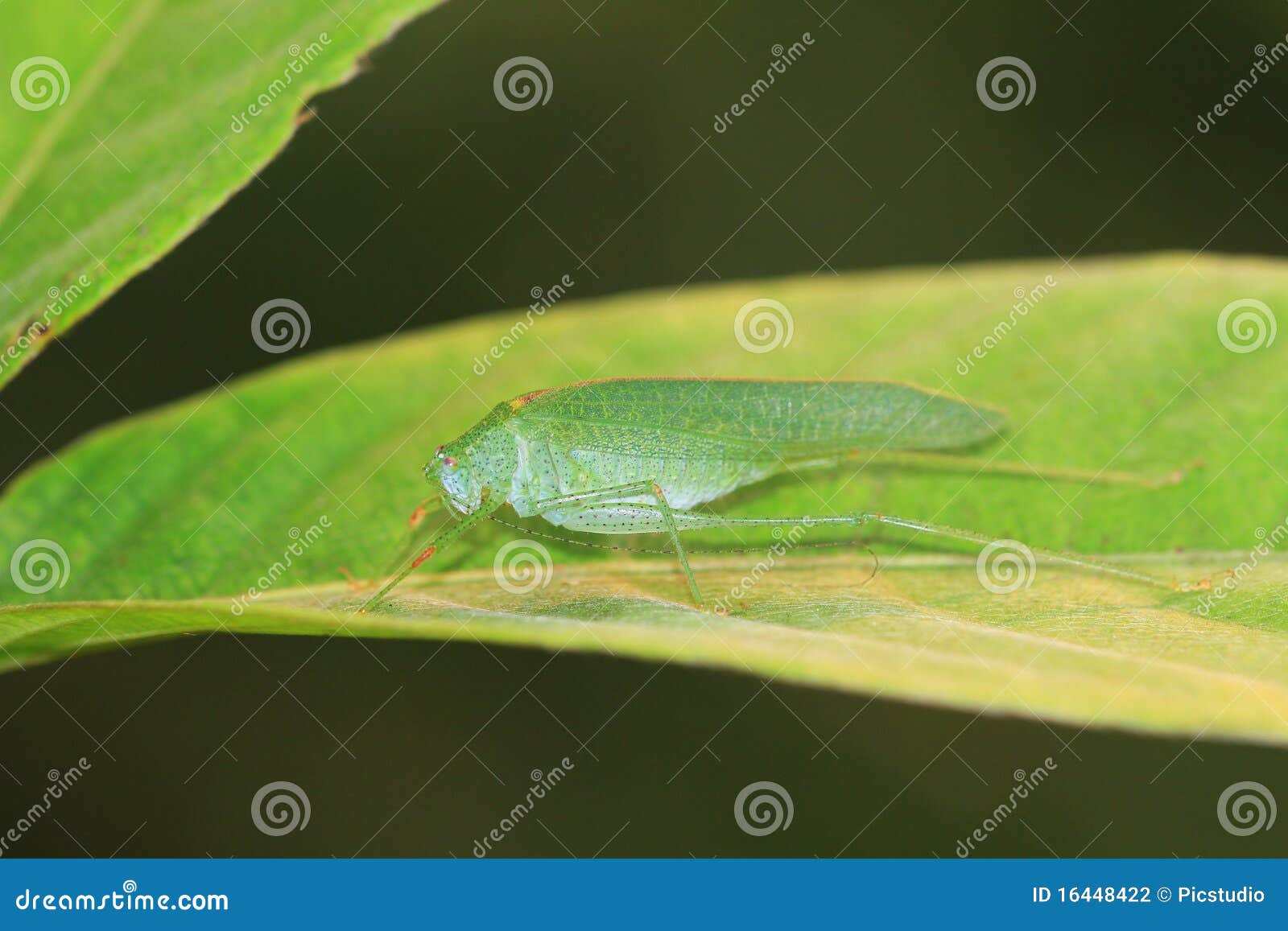 Katydid/bush Cricket On A Purple Porcupine Flower Royalty-Free Stock ...
