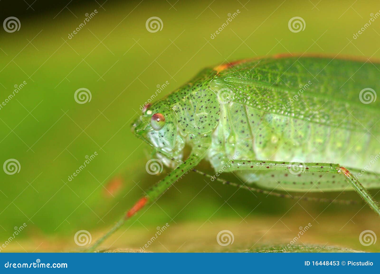 Katydid/bush Cricket On A Purple Porcupine Flower Royalty-Free Stock ...