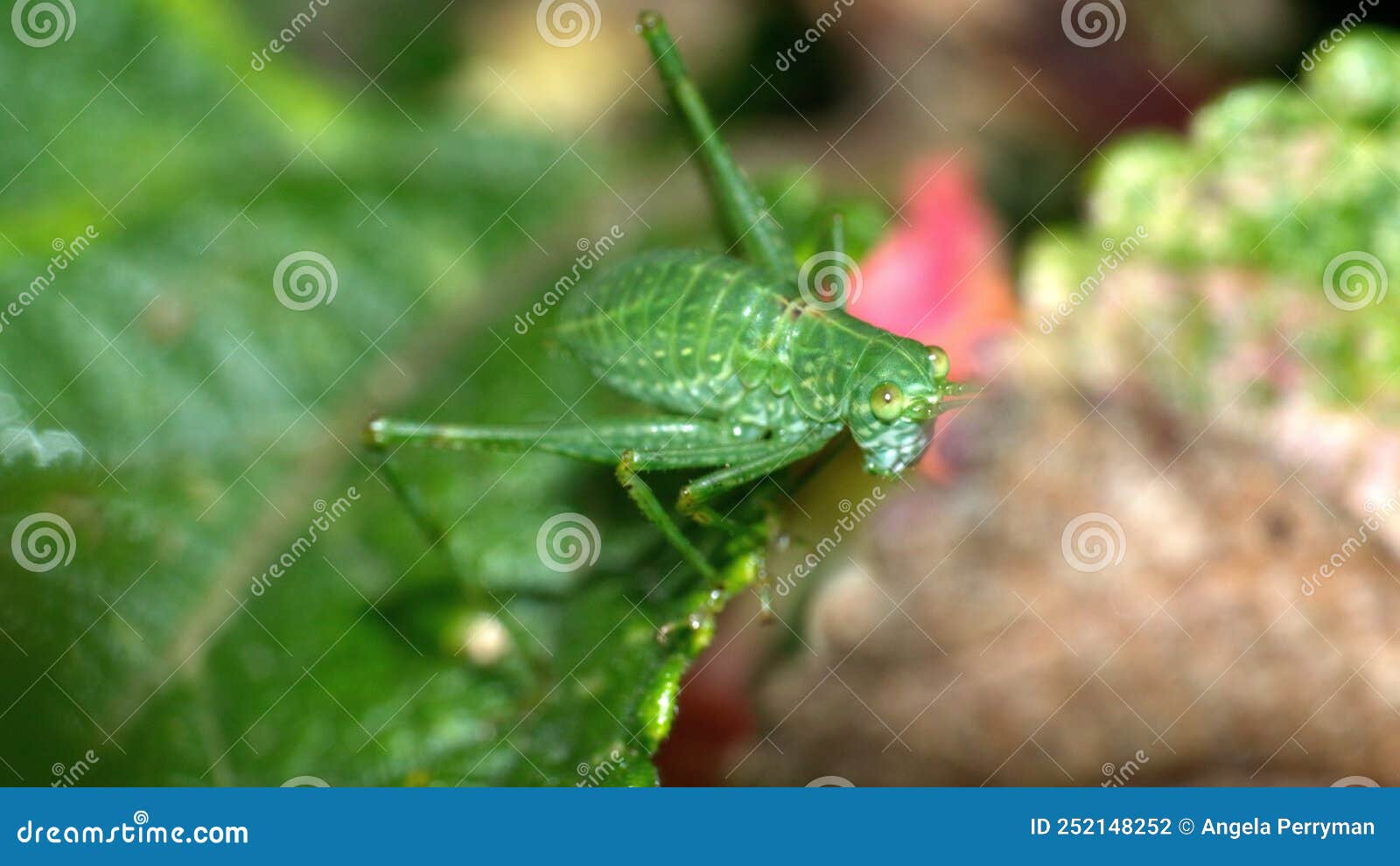 Green katydid on a leaf stock photo. Image of green - 252148252