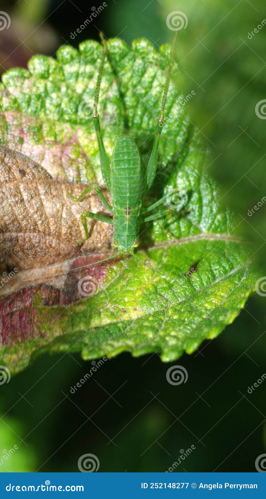 Green katydid on a leaf stock image. Image of insect - 252148277