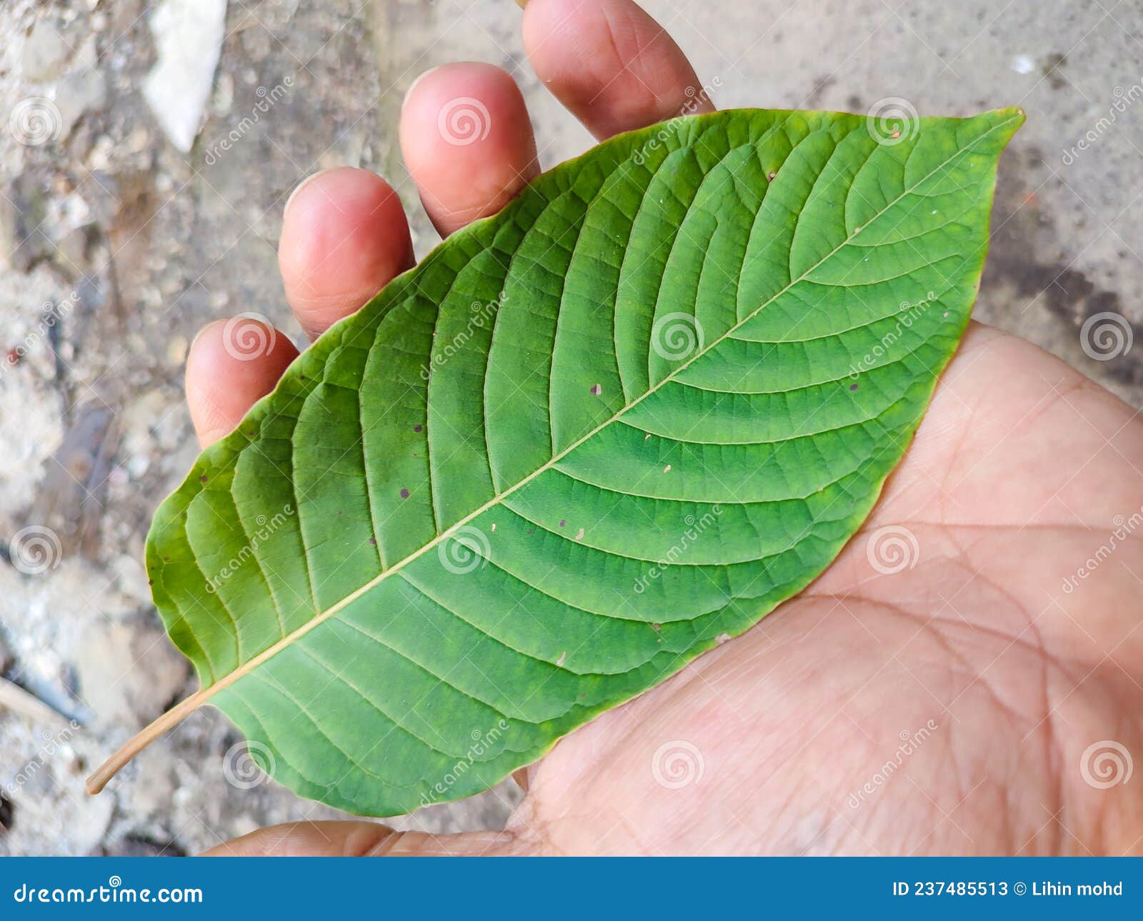 Ketum Leaf Plant Or Mitragyna Speciosa Stock Photography ...