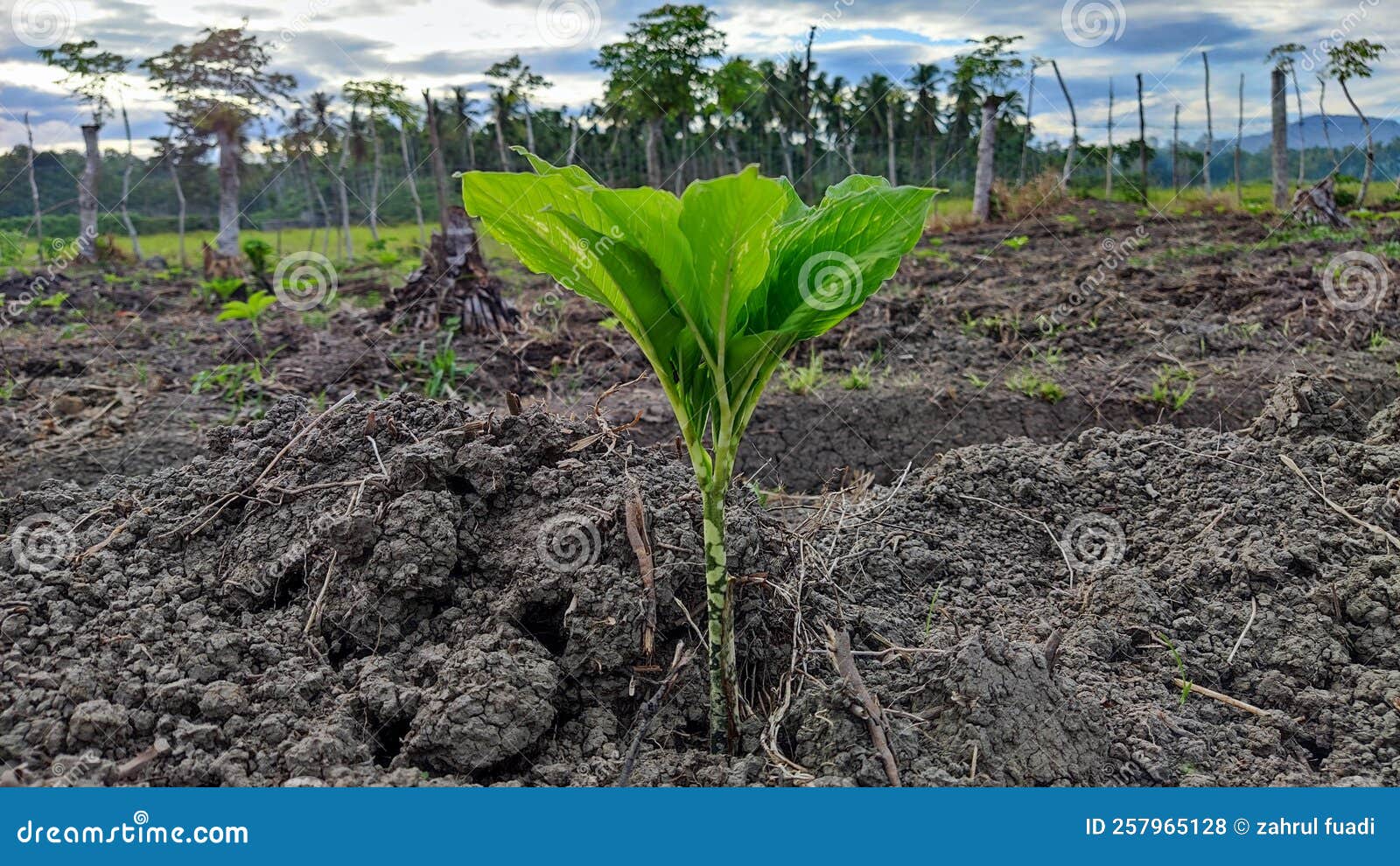 Green Konjac Tree & X28;amorphophallus Konjac& X29; in the Forest, Also ...