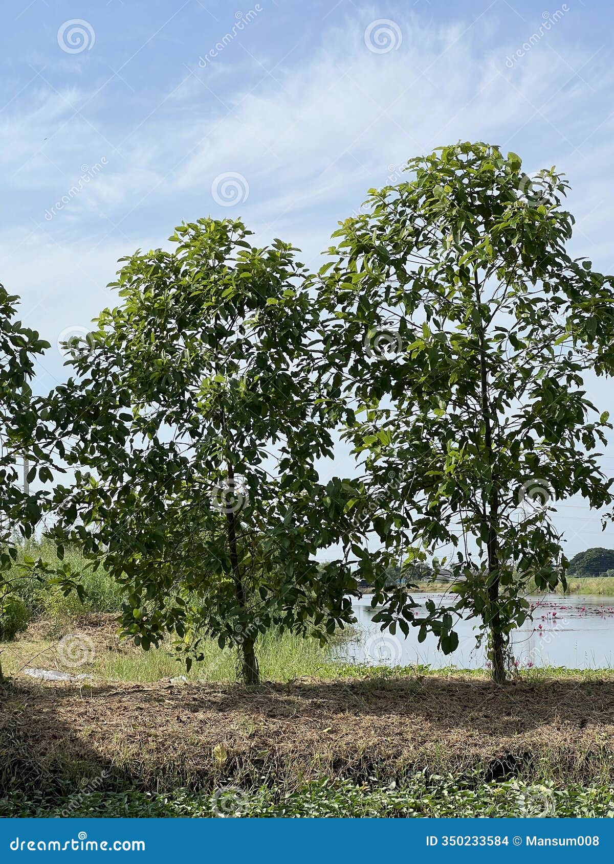 Green Kratom Trees in the Forest Stock Photo - Image of botany, nature ...