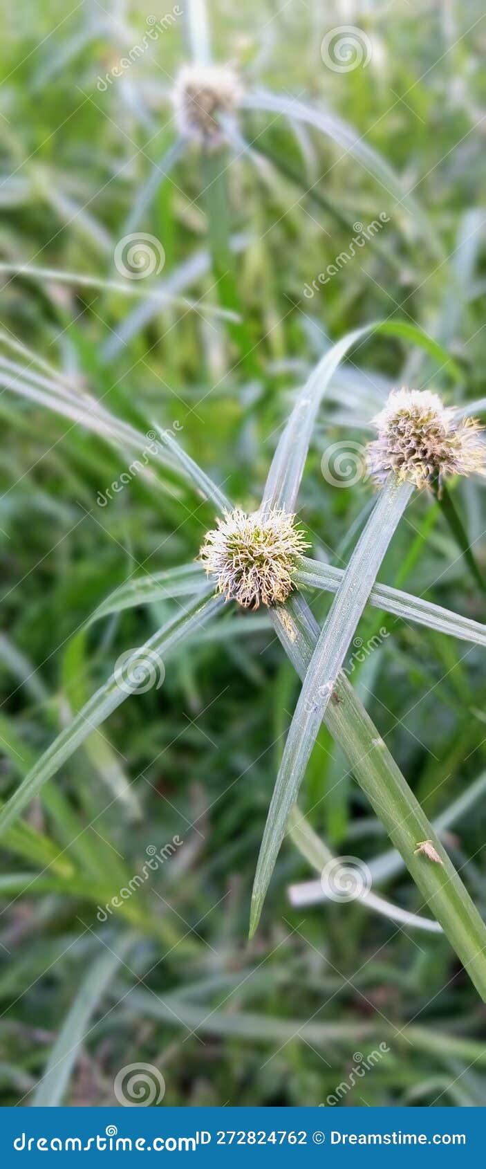 Green Kyllinga Grass Photo Floral Stock Photo - Image of kyllinga ...