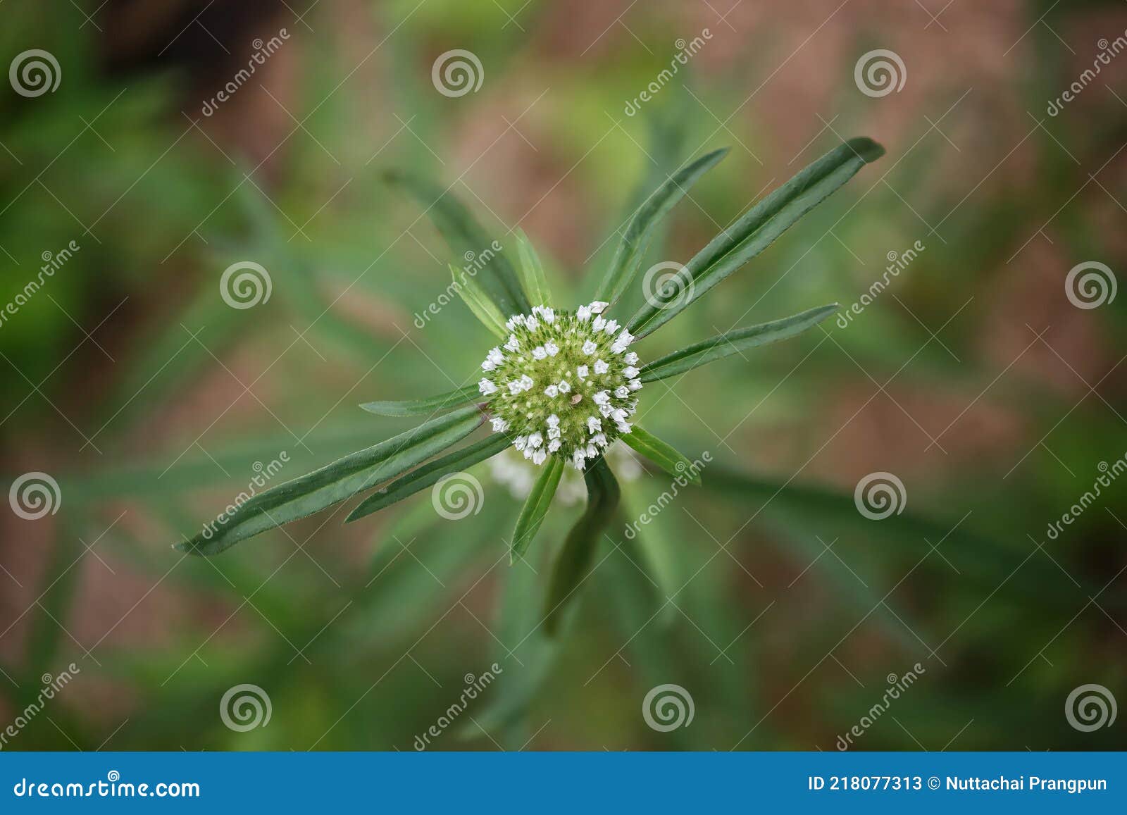 Green Kyllinga, Kylinka Brevifolia, on the Garden. Stock Image - Image ...