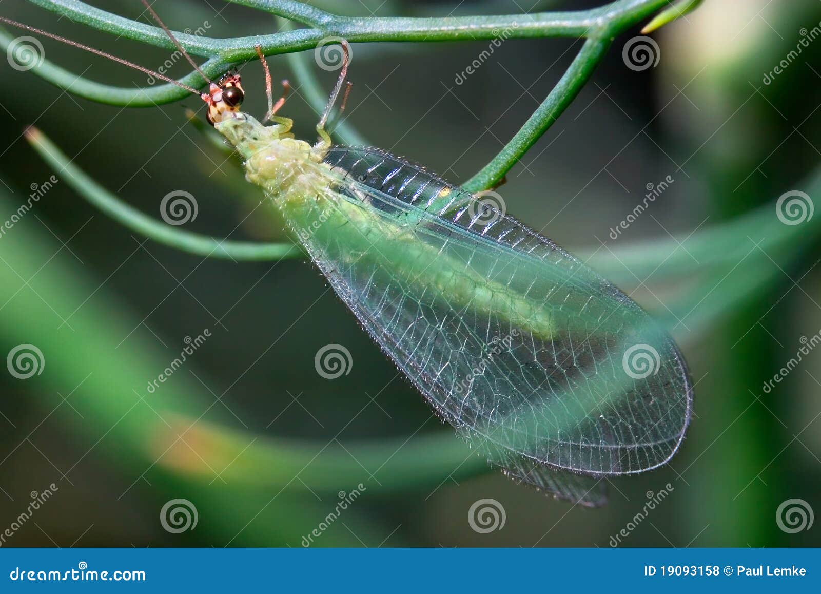 Green Lacewing stock photo. Image of animal, biological - 19093158