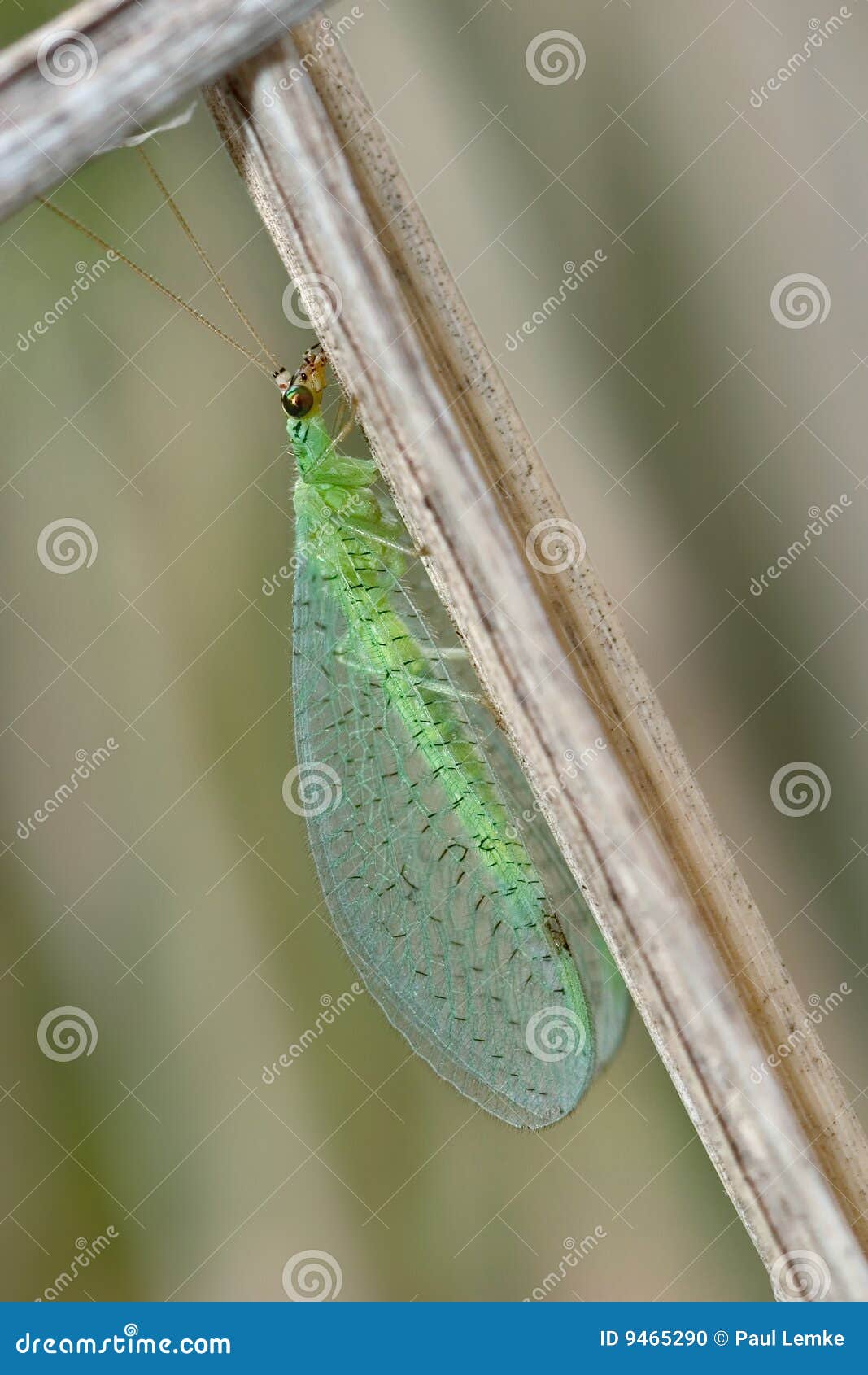Green Lacewing stock photo. Image of flighted, clinging - 9465290