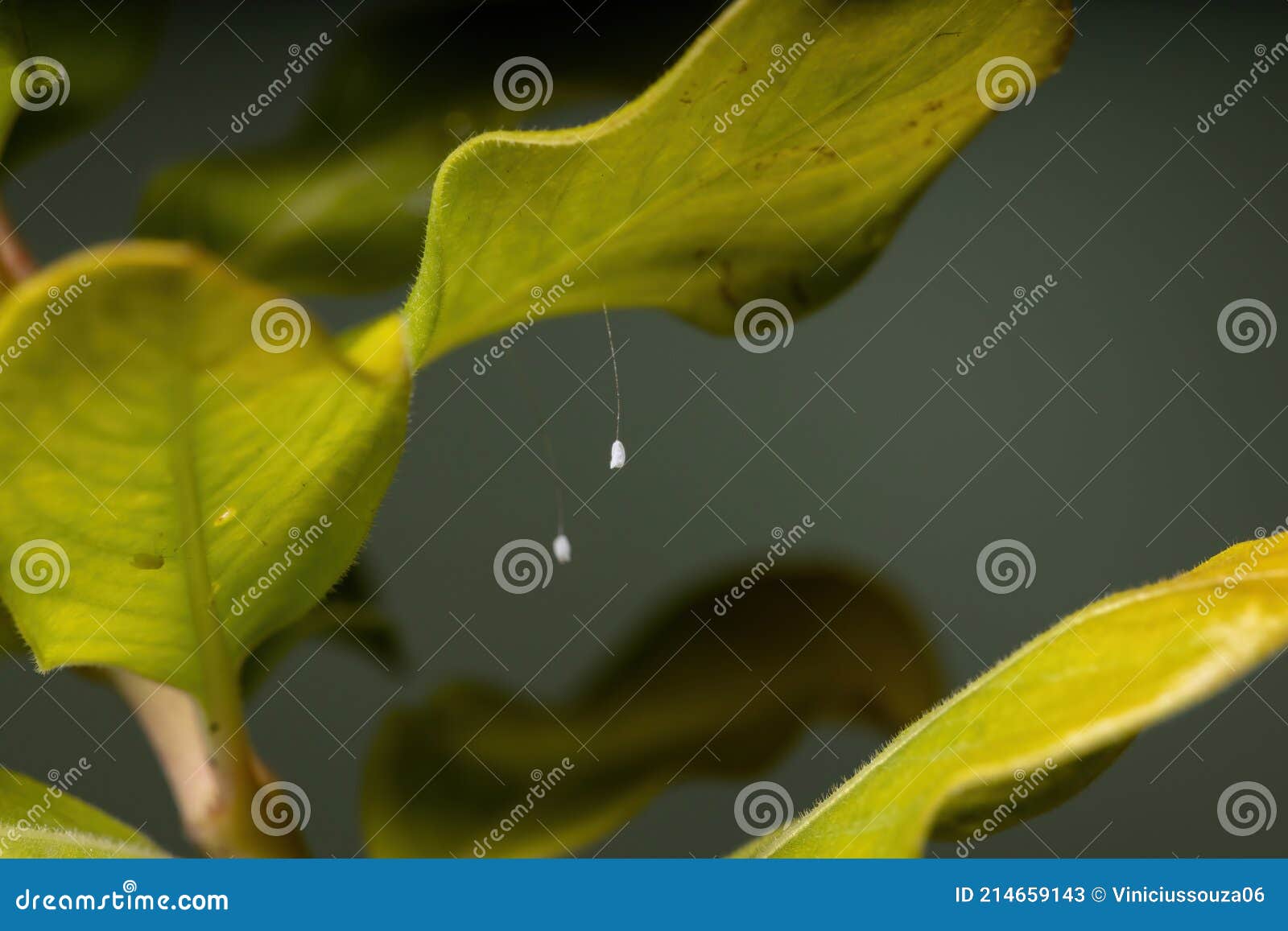 Green Lacewing Eggs stock image. Image of macro, invertebrates - 214659143