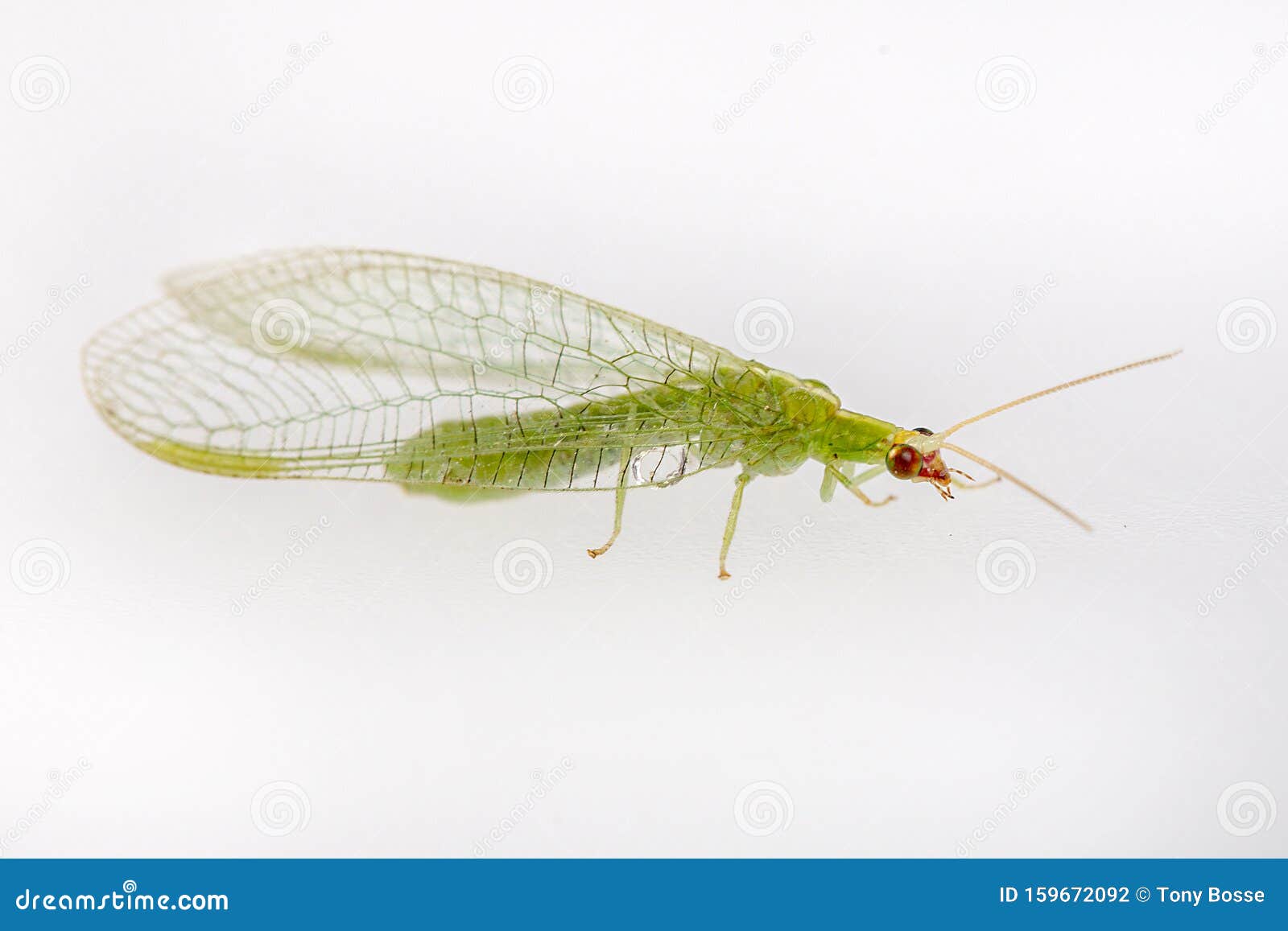 Green Lacewing Isolated stock photo. Image of detail - 159672092