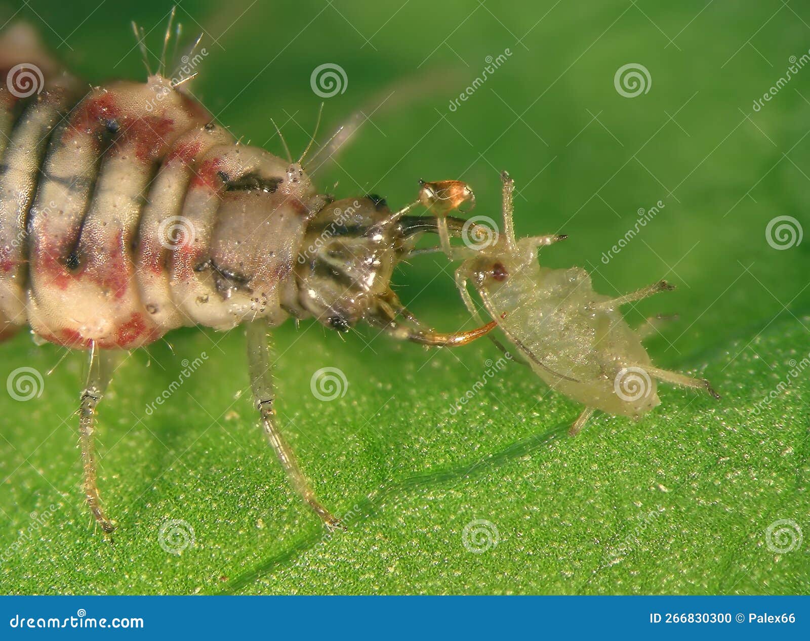 Green Lacewing Larva Eating Aphid Stock Photo - Image of development ...