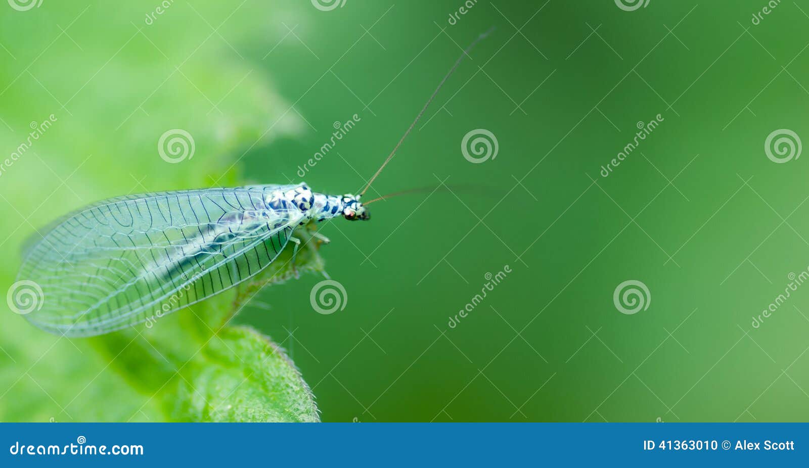 Chrysopa Perla Stock Photos - Free & Royalty-Free Stock Photos from ...