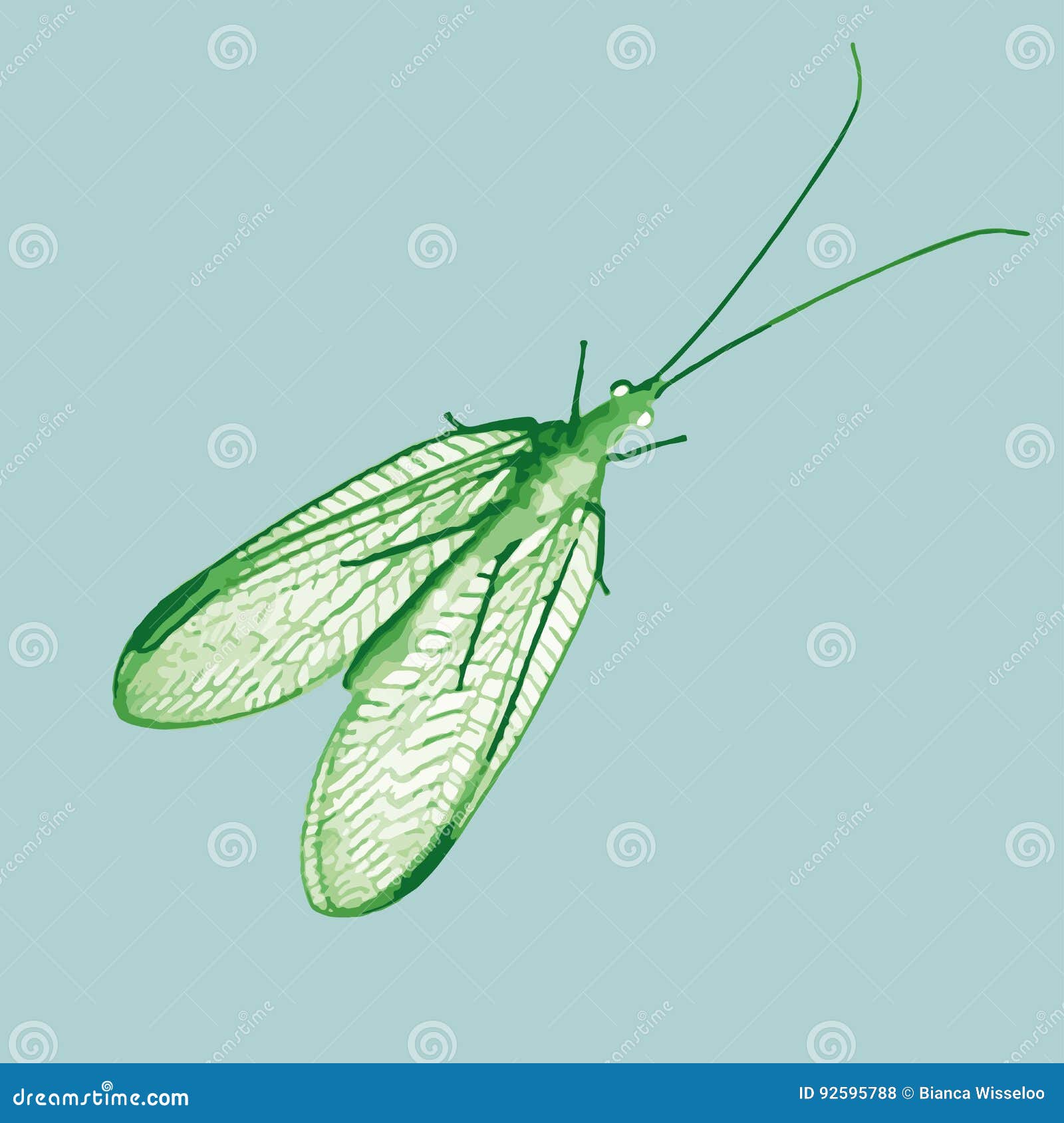 Green Lacewing Vector Illustration | CartoonDealer.com #92595788