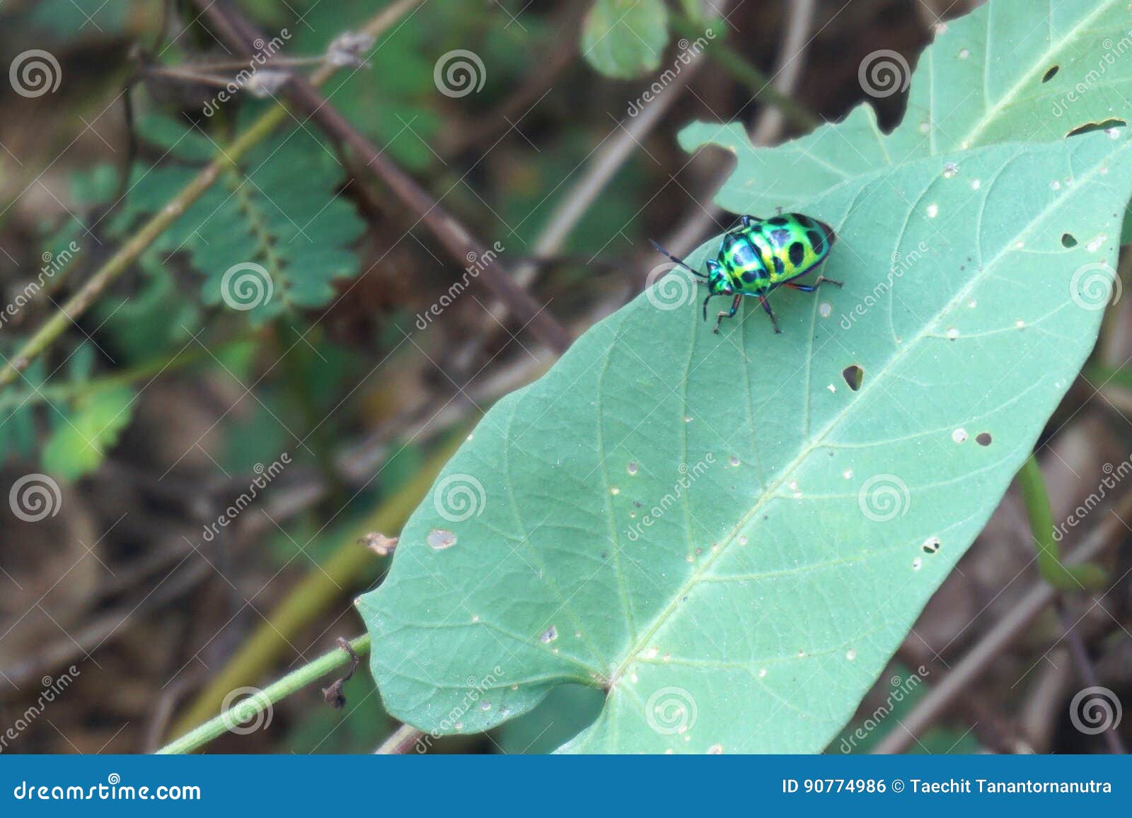 Green lady bug stock photo. Image of color, summer, biology - 90774986