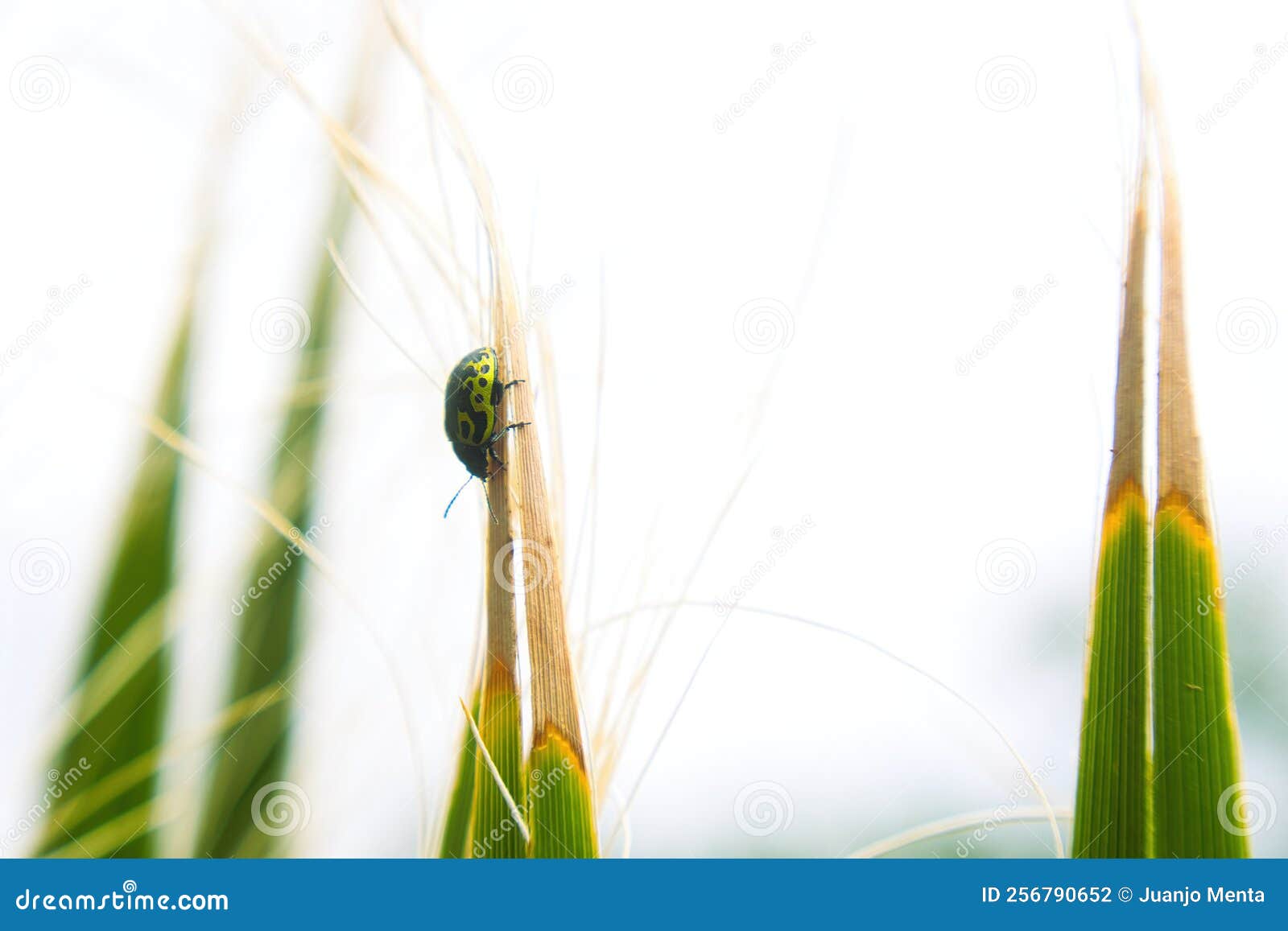 Green ladybug insect stock photo. Image of insect, wildlife - 256790652