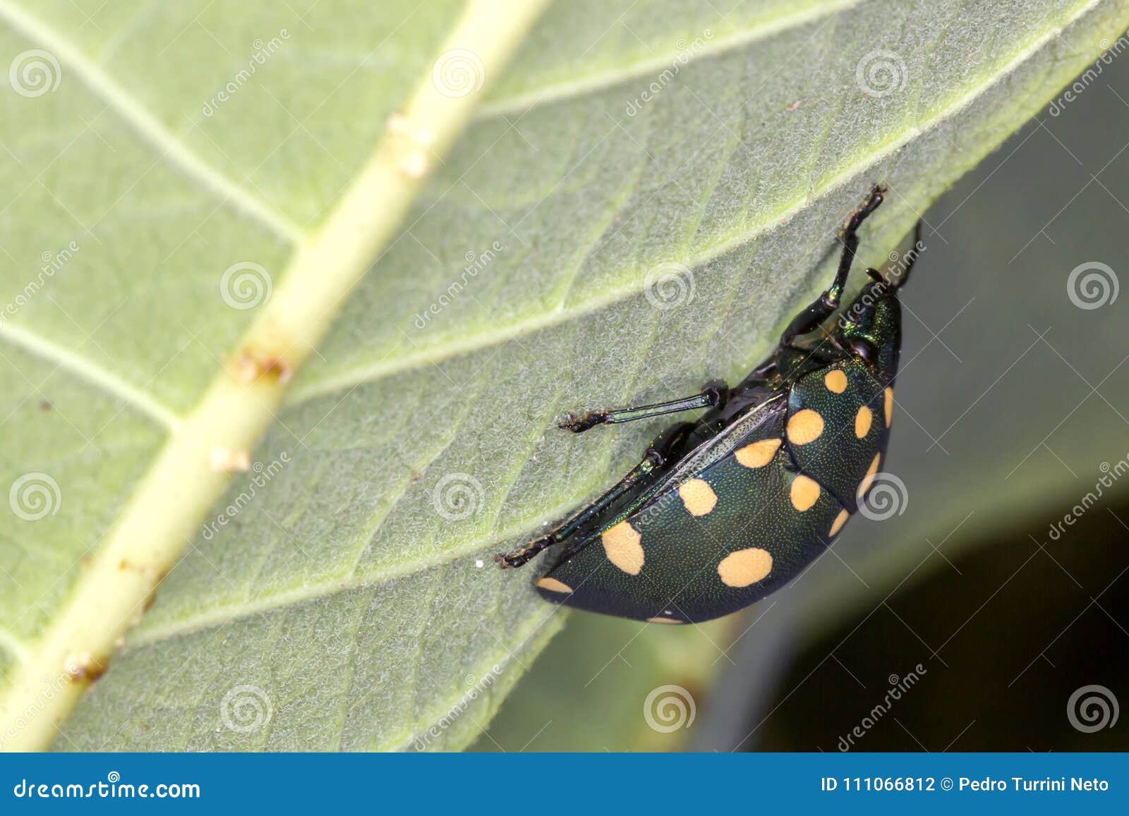 Green Ladybug on Leaf Close Up Stock Photo - Image of color, send ...