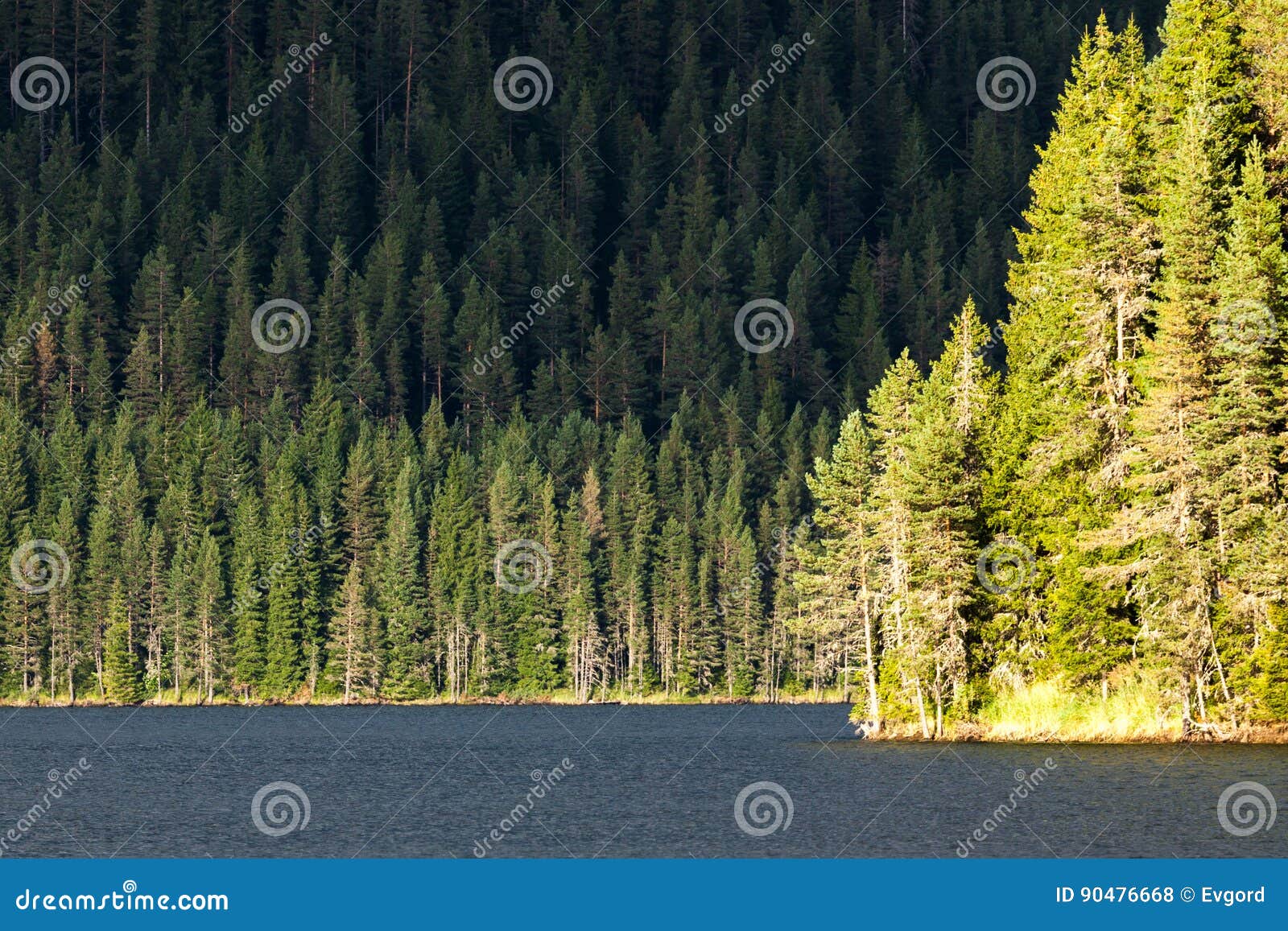 Green lake shore line stock photo. Image of nature, lake - 90476668